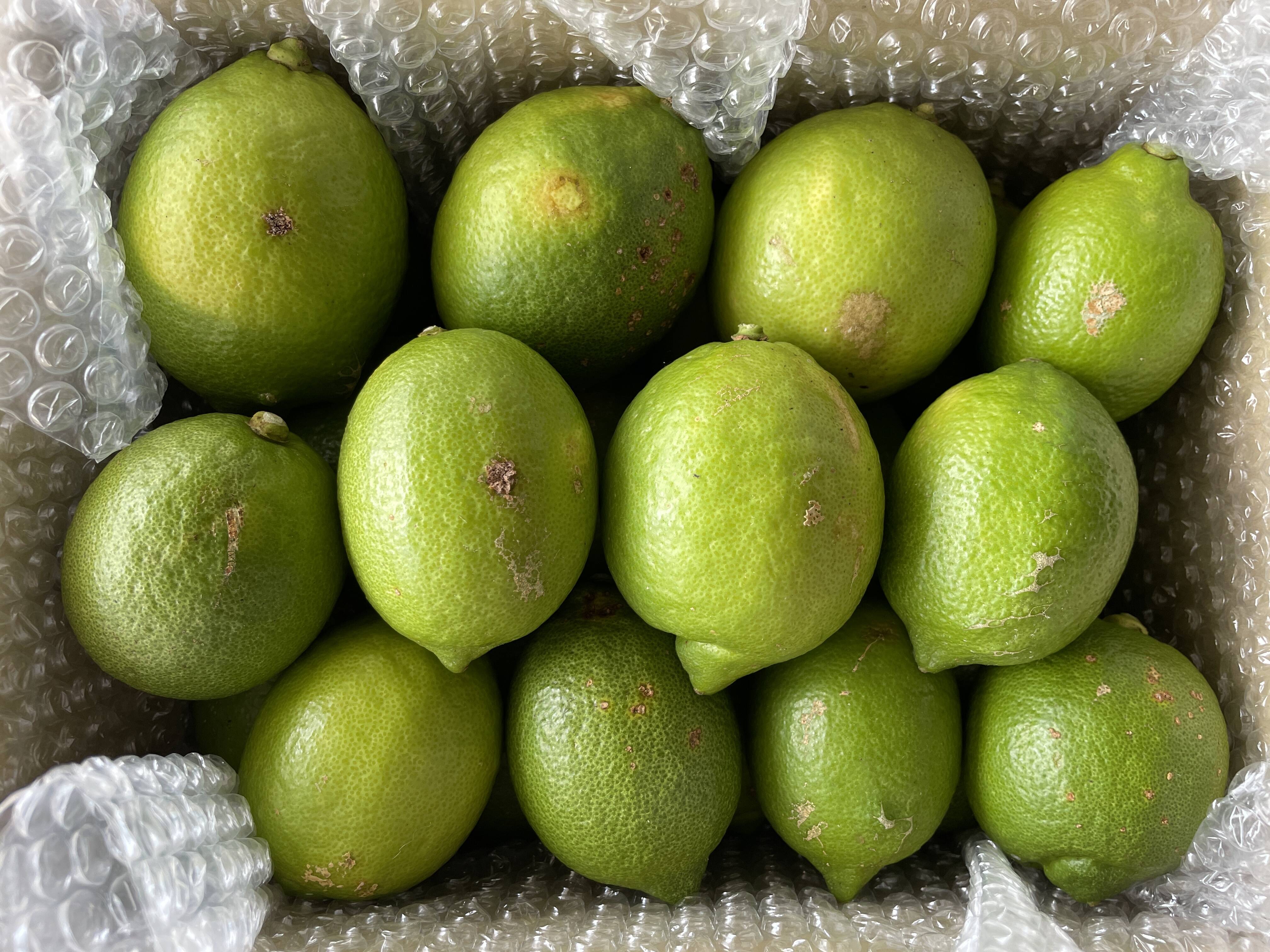 〔無等級良品〕 グリーン『ATAMI de LEMON®』2Kg -爽やか芳醇- 品種お任せ：静岡県産のみかん・柑橘類｜食べチョク｜産地直送 ...