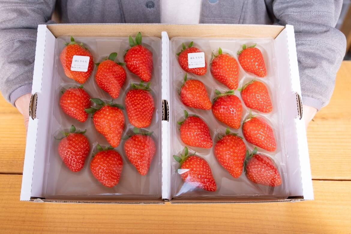 甘くて濃厚！スターナイト2P お得なご家庭用！ （230g×2p）：山梨県産のスターナイト｜食べチョク｜産地直送(産直)お取り寄せ通販 - 農家・漁師から旬の食材を直送