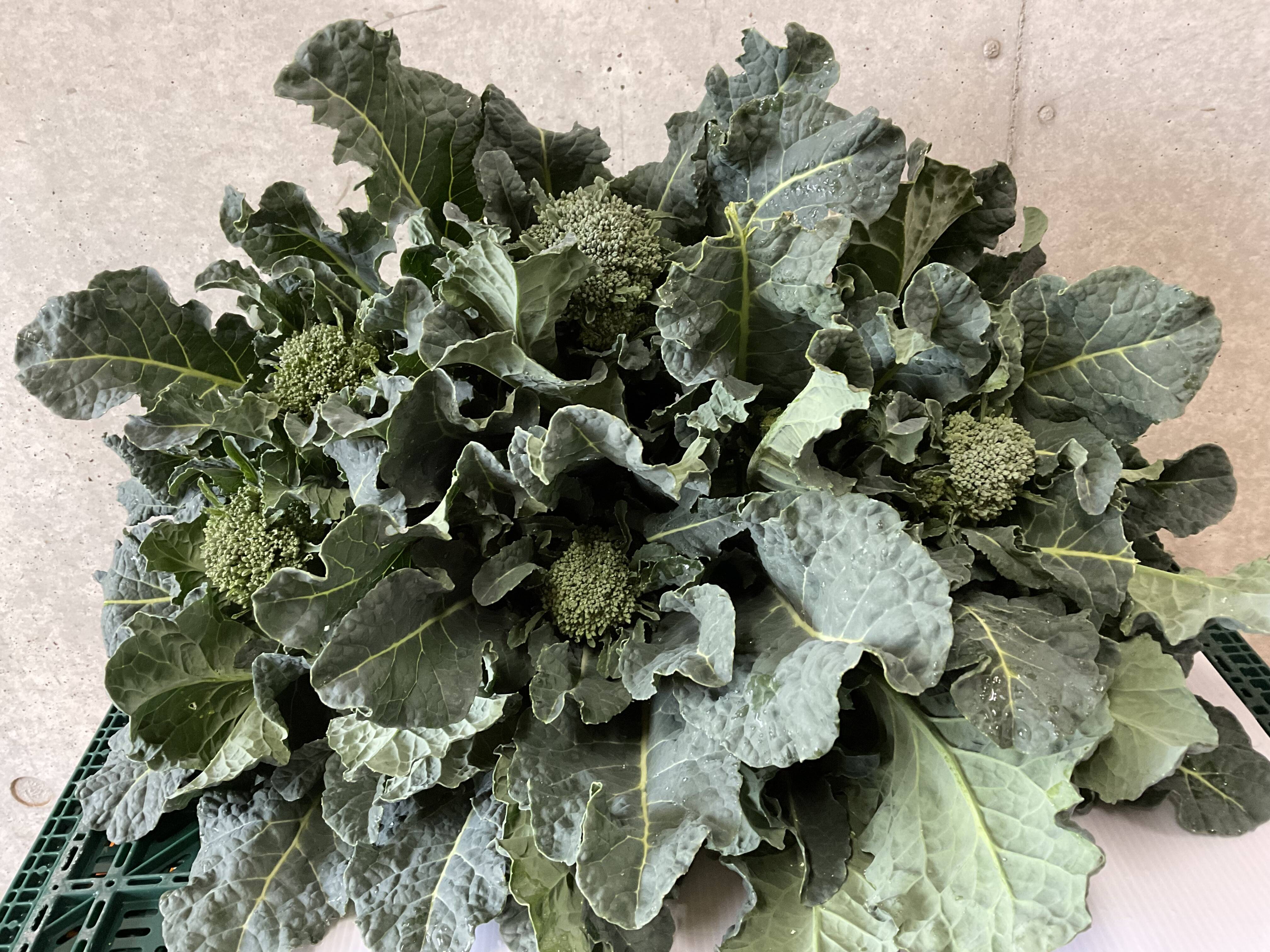 【え？たぶん30％増量？ たくさん食べてください♪】 春の茎ブロッコリー（アレッタ） 主茎 1700g from 名水の里 神奈川県秦野市：神奈川県産のスティックブロッコリー｜食べチョク｜産地 ...