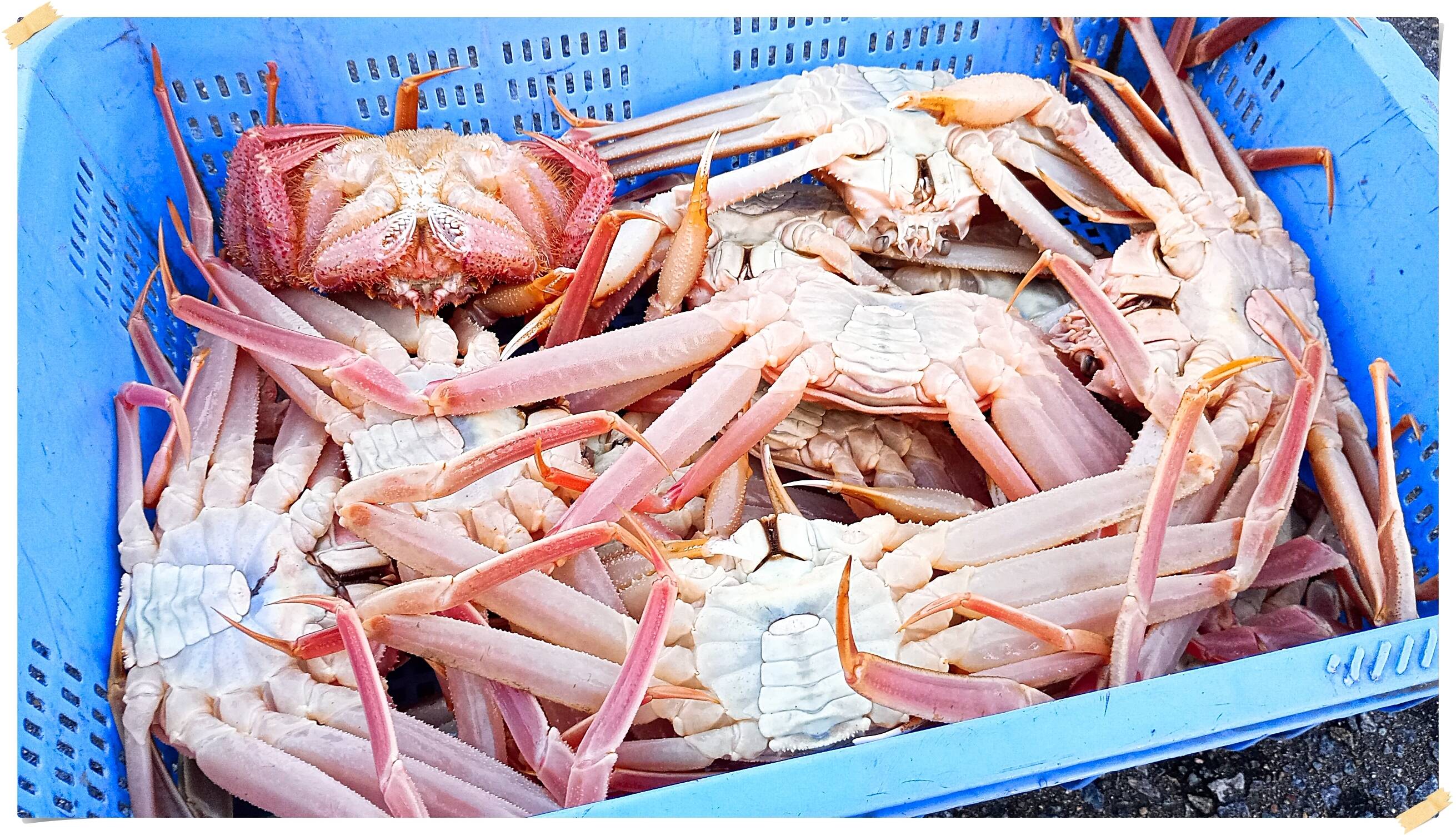 訳あり特価！ズワイガニ足 600g（300g×2P・真空パック冷凍）【冬ギフト】：山形県産のズワイガニ｜食べチョク｜産地直送(産直)お取り寄せ通販 - 農家・漁師から旬の食材を直送