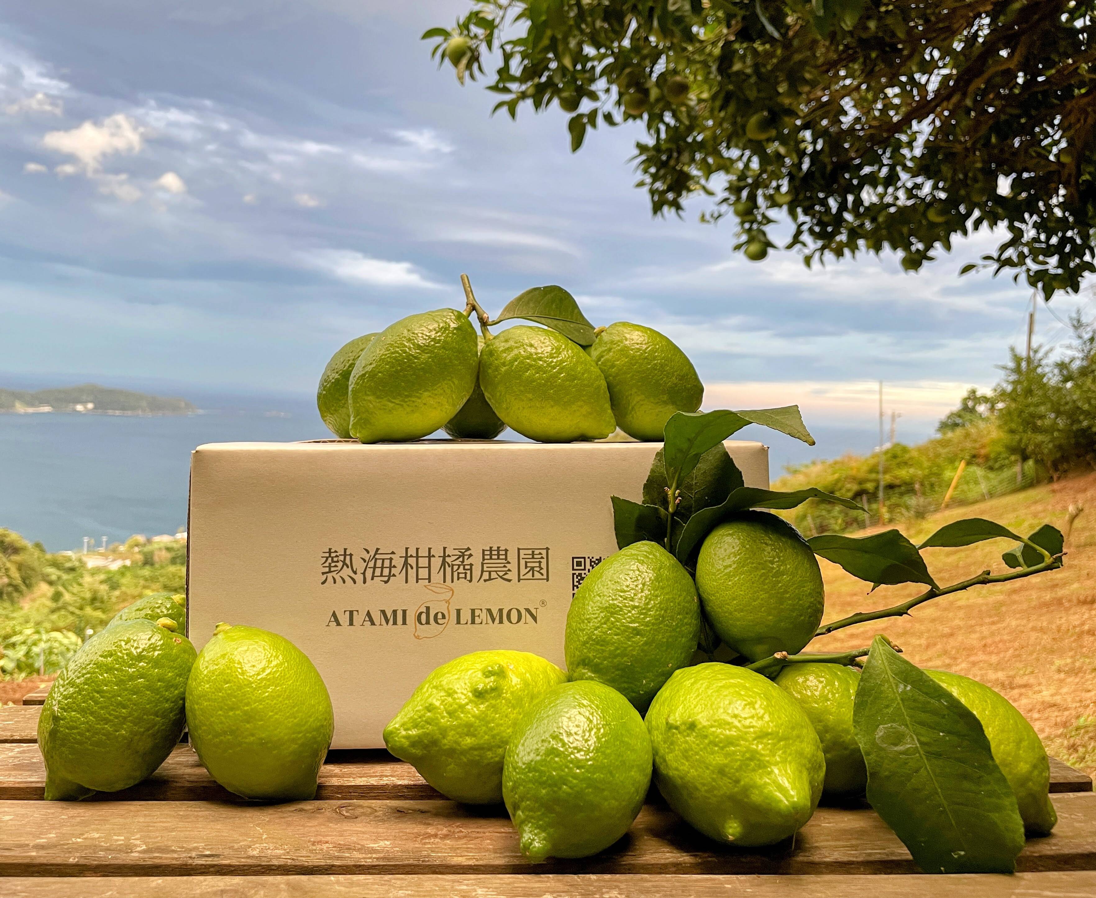 -爽やか芳醇- グリーン『ATAMI de LEMON®』4Kg〔秀・優〕この季節だけの期間限定：静岡県産のみかん・柑橘類｜食べチョク｜産地 ...