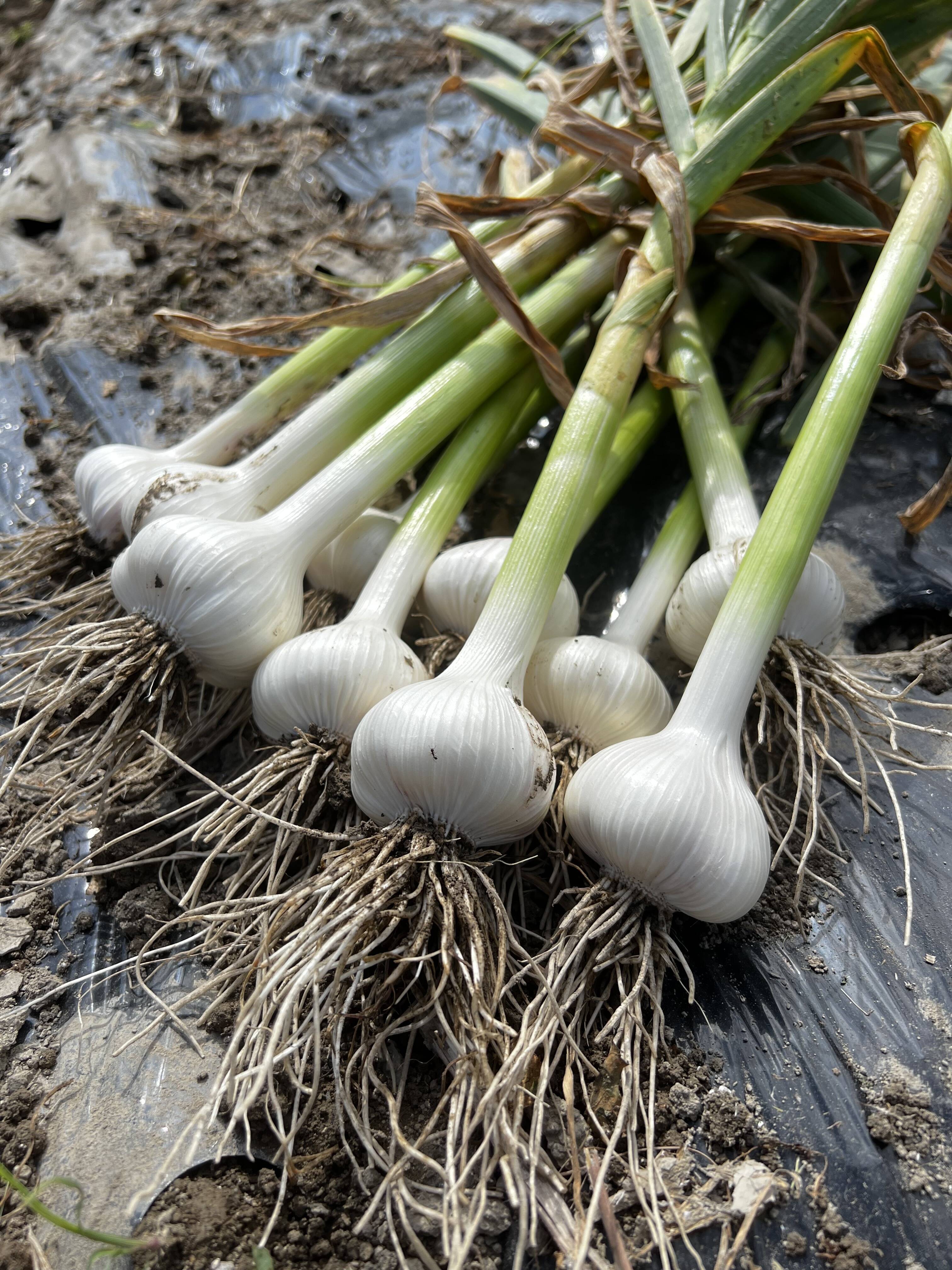 明日4月30日より生にんにくの発送を開始します！｜食べチョク｜産地直送(産直)お取り寄せ通販 - 農家・漁師から旬の食材を直送