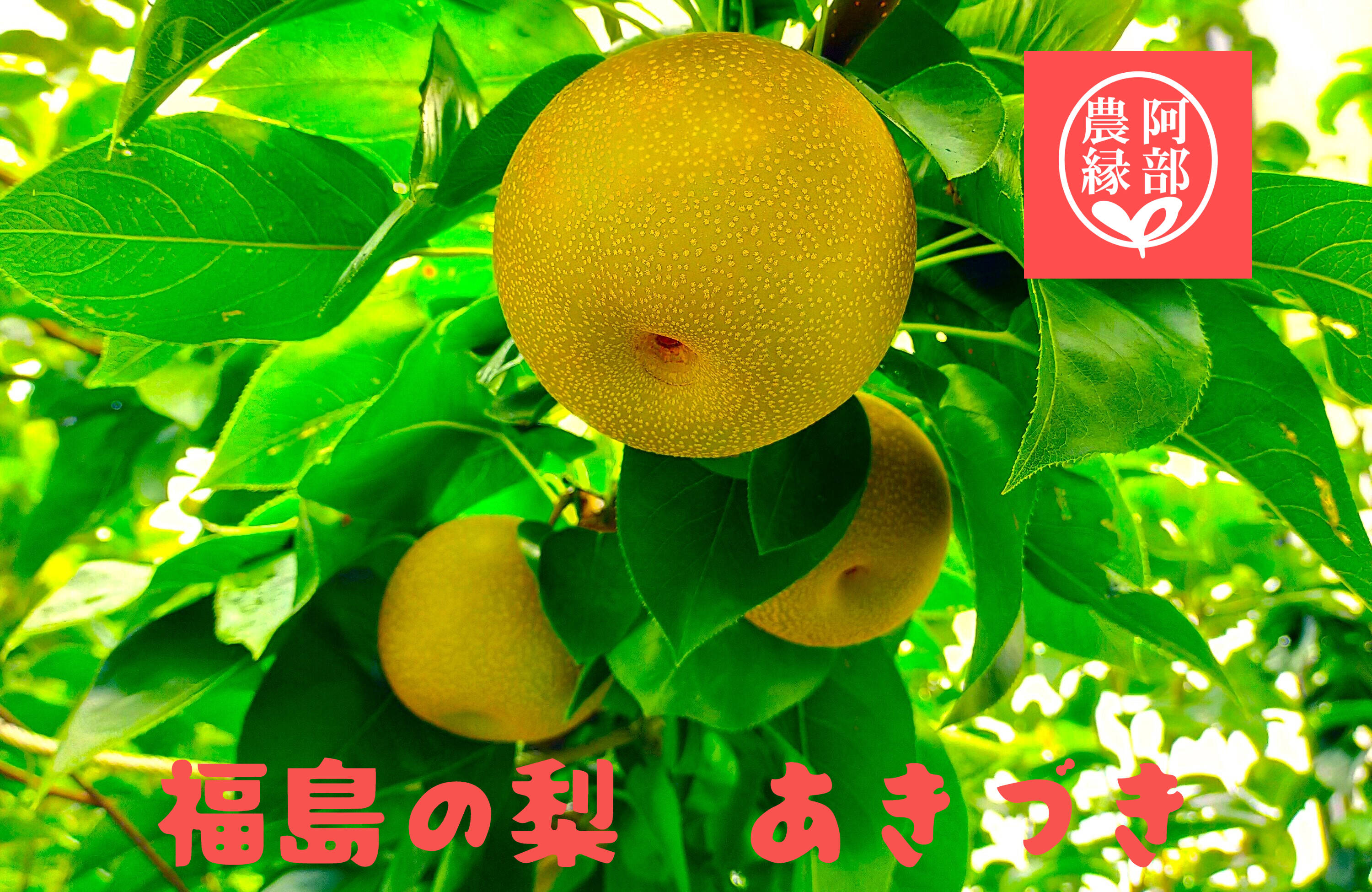 【和梨の予約】福島の完熟梨 あきづき 2kg（6～8玉） ギフト・贈答用に【9月下旬～10月上旬 お届け予定】：福島県産のあきづき｜食べチョク｜産地直送(産直)お取り寄せ通販 - 農家・漁師 ...