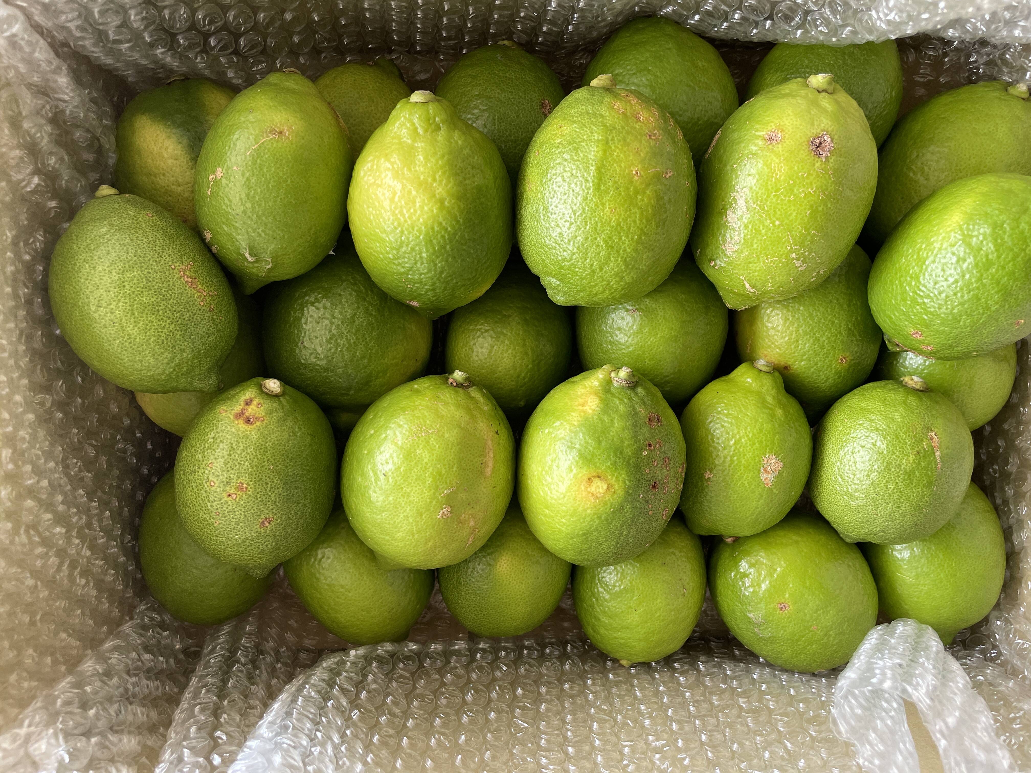 〔無等級良品〕 グリーン『ATAMI de LEMON®』4Kg -爽やか芳醇- 品種お任せ：静岡県産のみかん・柑橘類｜食べチョク｜産地直送 ...