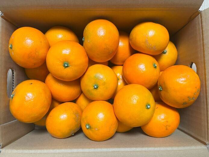 熊本新品種！くまもとEC12🍊約2.5kg（5～25玉）🍊2023年デビュー🍊デコポン発祥の地・不知火町より🍊一回食べてみてん！：熊本県産のみかん・柑橘類｜食べチョク｜産地直送(産直)お ...