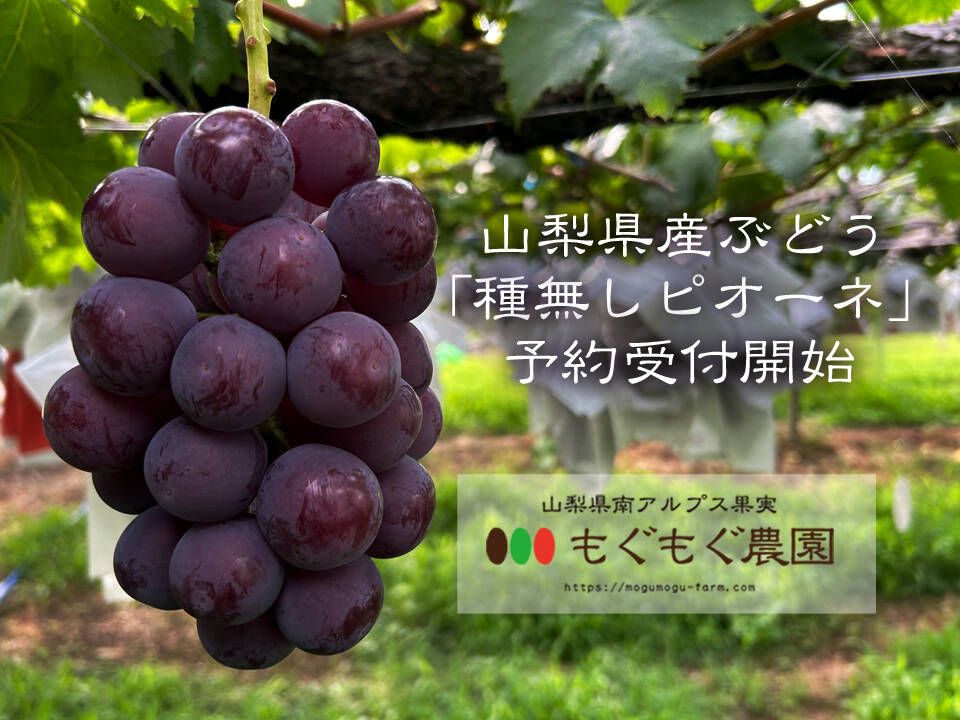 【山梨県産】ピオーネ(種無し)2kg（4〜5房）【クール便】【熨斗対応可】【夏ギフト】：山梨県産のピオーネ｜食べチョク｜産地直送(産直)お取り寄せ通販 - 農家・漁師から旬の食材を直送