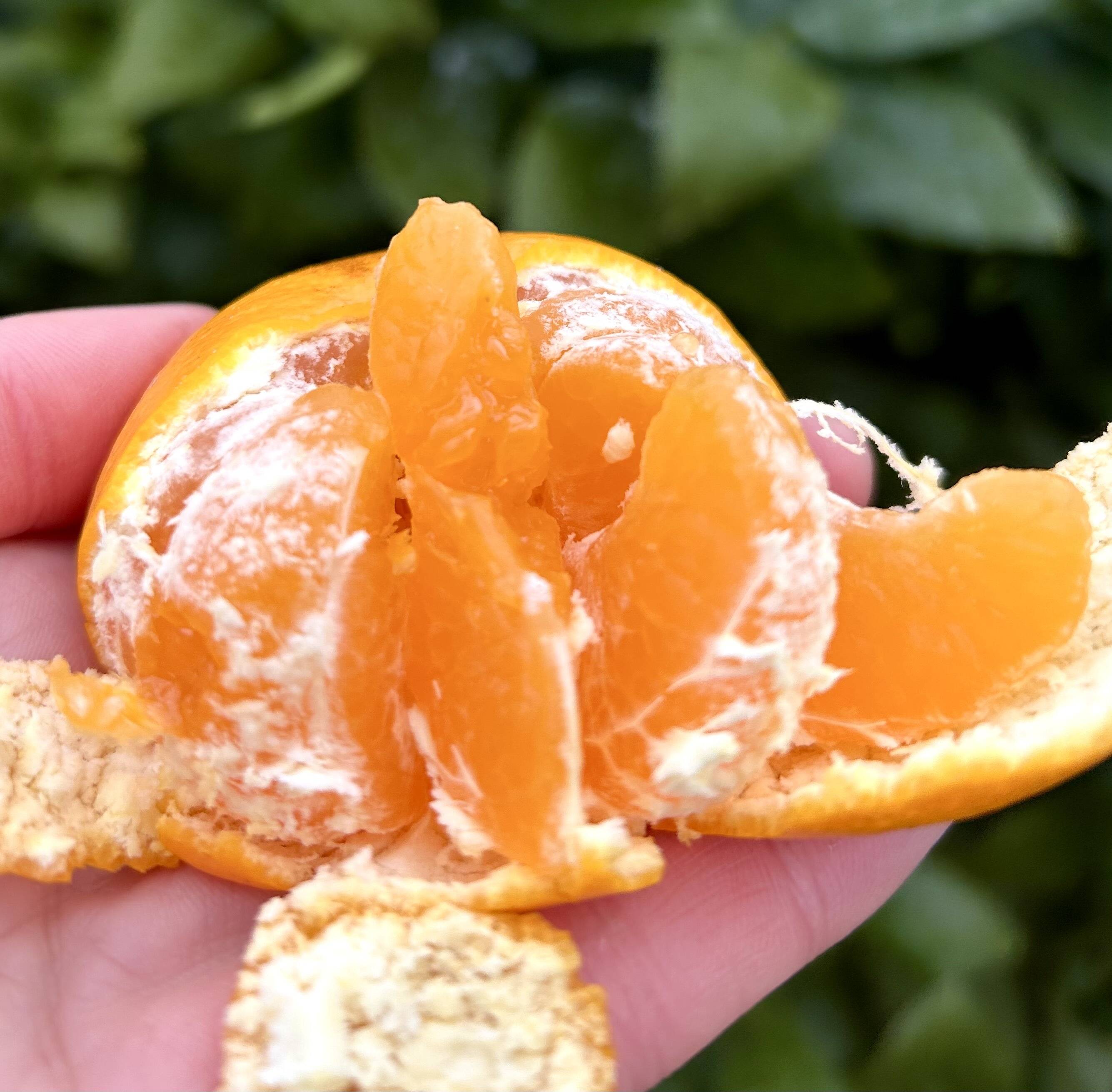 【限定！はれひめ】〔訳ｱﾘ 2S-2Lサイズ混載〕【爽やかなオレンジの香りとジューシーさ！！】爽やかな果汁たっぷりで糖度も高い はれひめみかん約10㎏ 酸味が苦手な方も！大玉も味が濃い ...