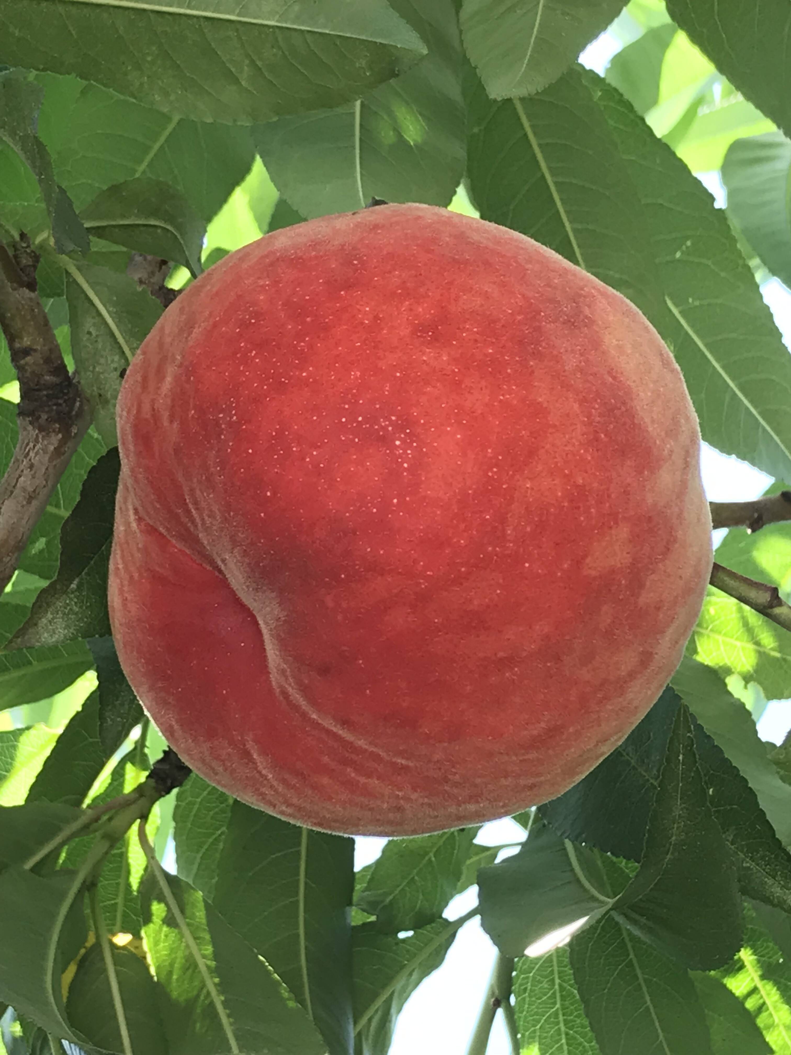 山梨県産やわらかめの”甘〜い桃” 口の中でじゅわっと広がる約3kg（8～11玉）贈答 ギフト ご家庭にも：山梨県産の白桃｜食べチョク｜産地直送(産直)お取り寄せ通販 - 農家・漁師から旬の食材を直送