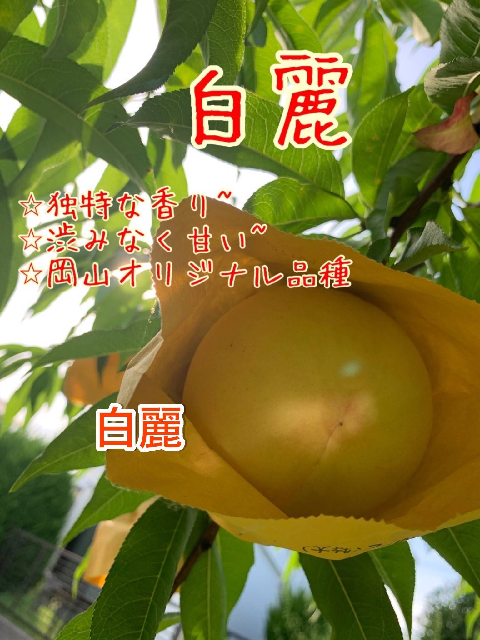 岡山県産【晩成高糖度三品種】ご家庭用約2kg6〜8個入り：岡山県産の白桃｜食べチョク｜産地直送(産直)お取り寄せ通販 - 農家・漁師から旬の食材を直送
