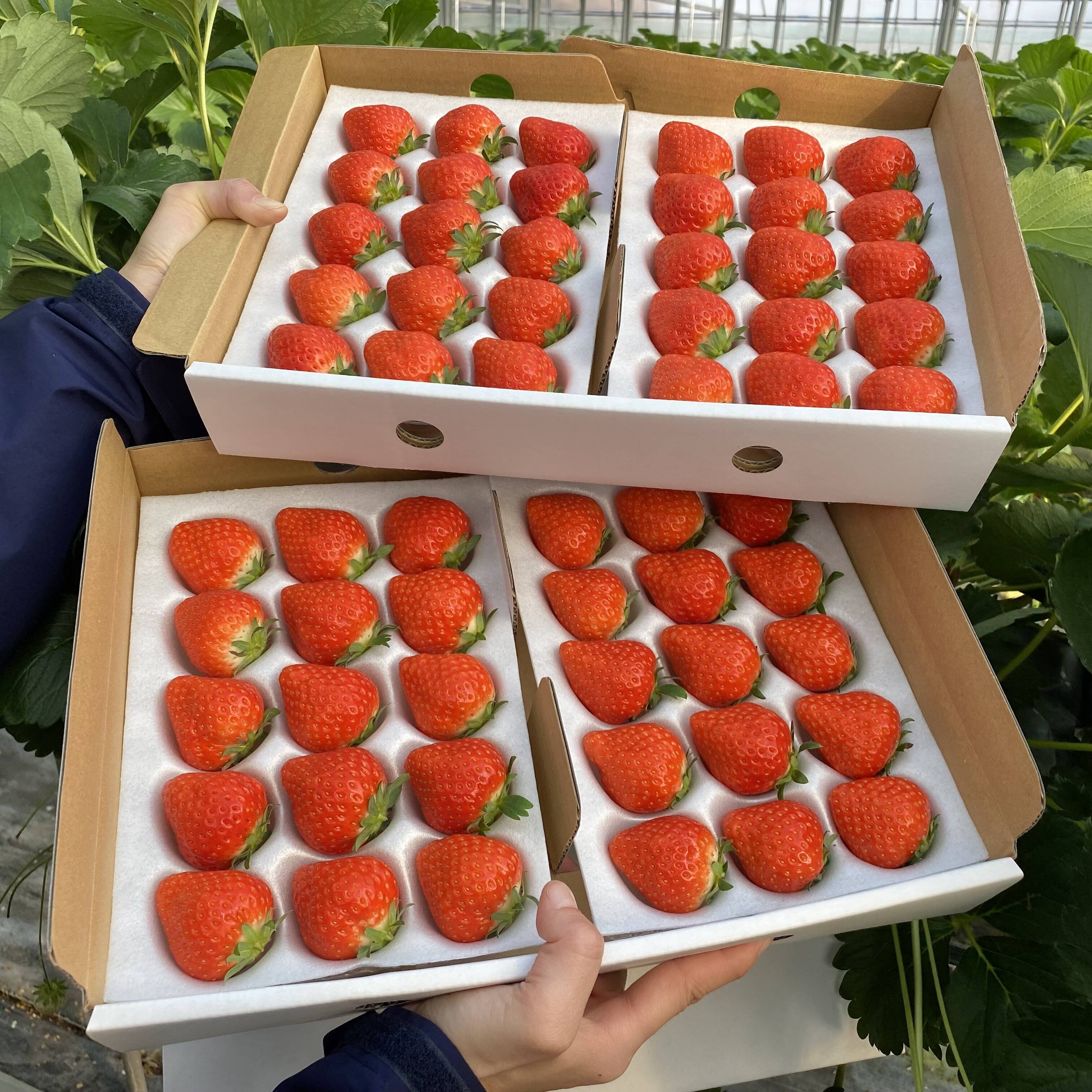 【SNSが得意じゃないイチゴ農家（41歳）が情熱を注ぐ】おうちでいちご狩り気分セット約1.7kg【苺音スタンダード約1.7kg】：香川県産のさぬきひめ｜食べチョク｜産地直送(産直)お取り寄せ ...