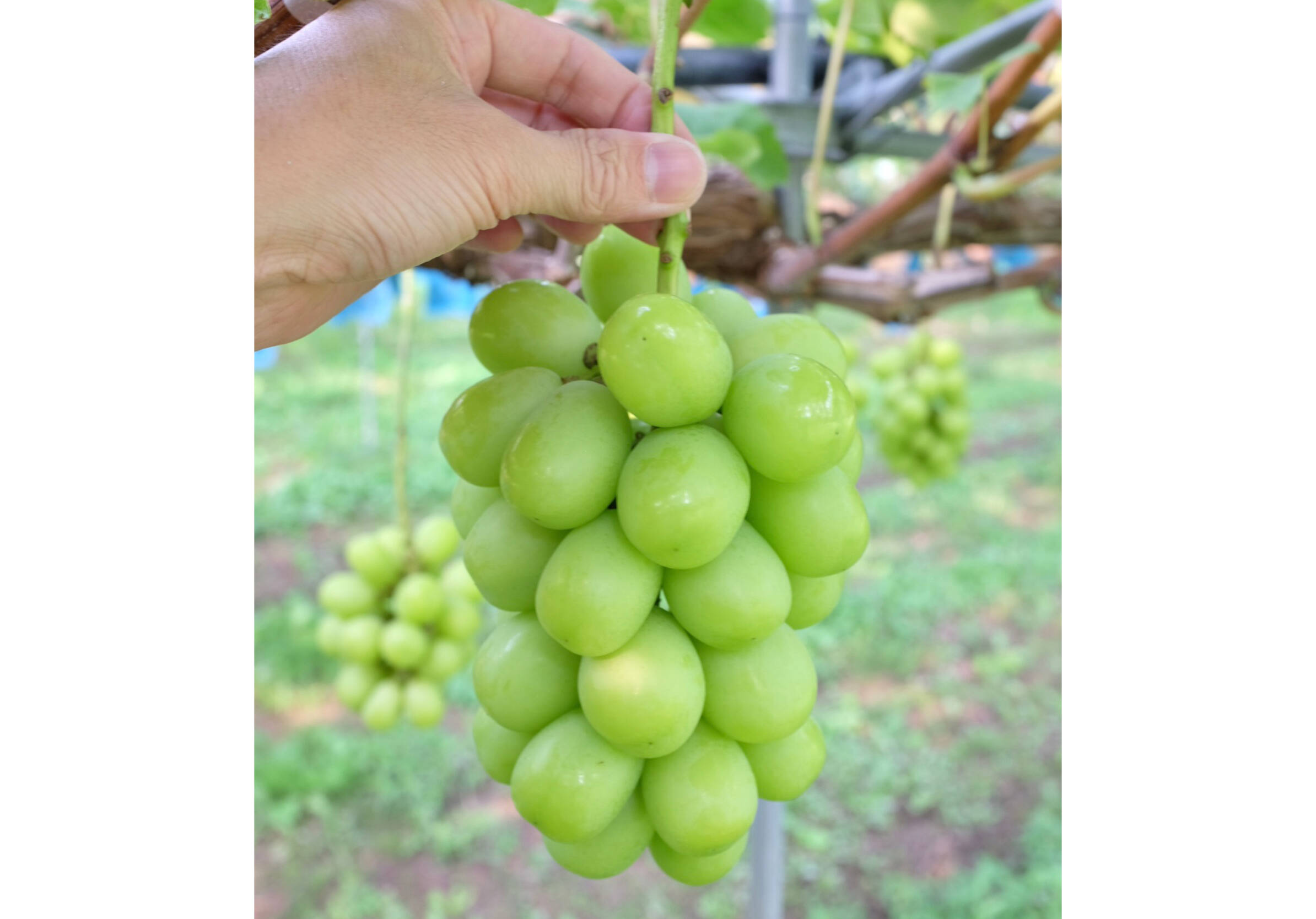 シャインマスカット2房（約700g x 2 合計 約1.4kg）【ご贈答用】：福島県産のシャインマスカット｜食べチョク｜産地直送(産直)お取り寄せ通販 - 農家・漁師から旬の食材を直送