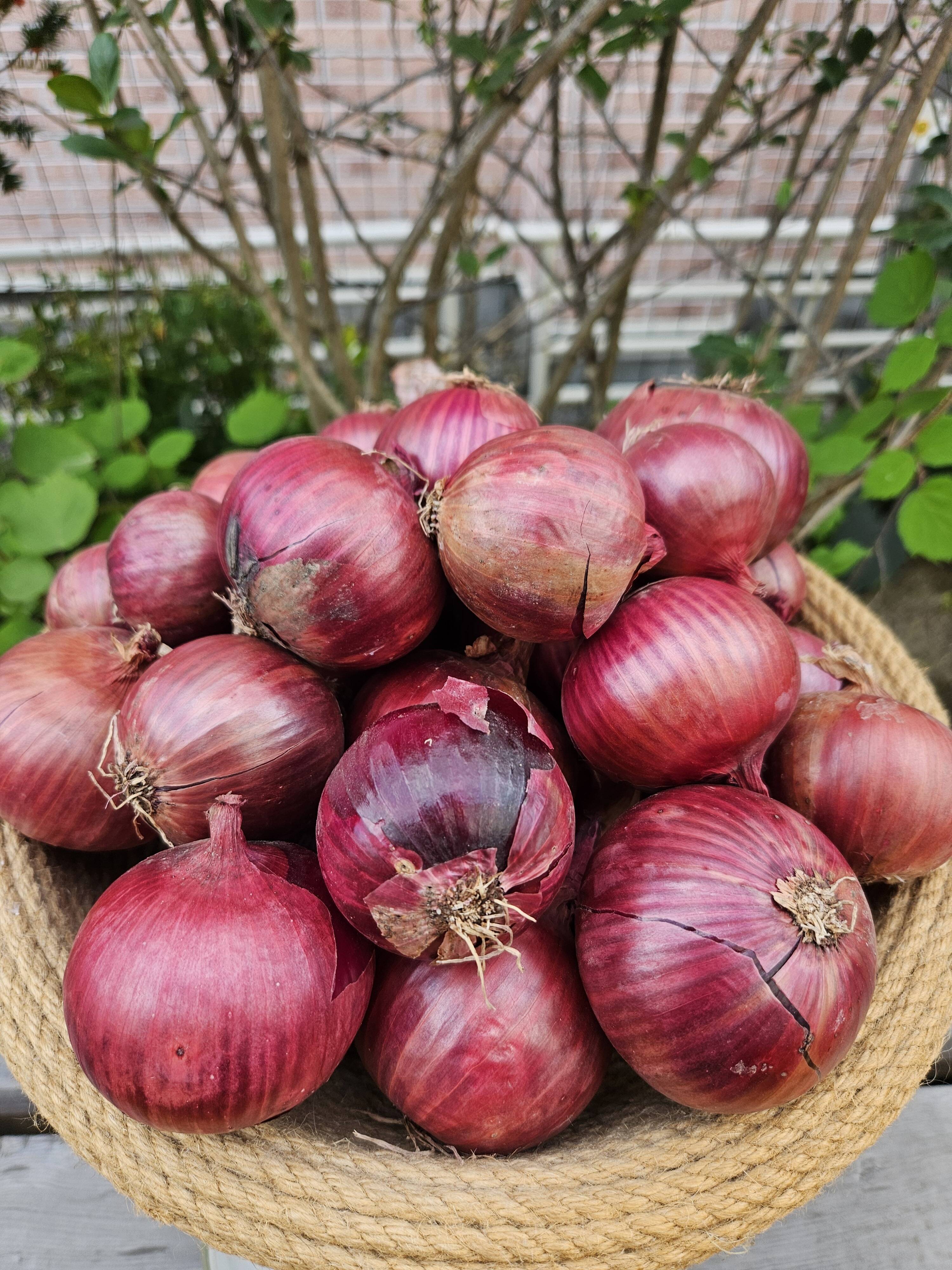 サラダなどの彩りに紫玉ねぎ 10kg（2S～Mサイズ）：北海道産のその他玉ねぎ｜食べチョク｜産地直送(産直)お取り寄せ通販 - 農家・漁師から旬の食材を直送
