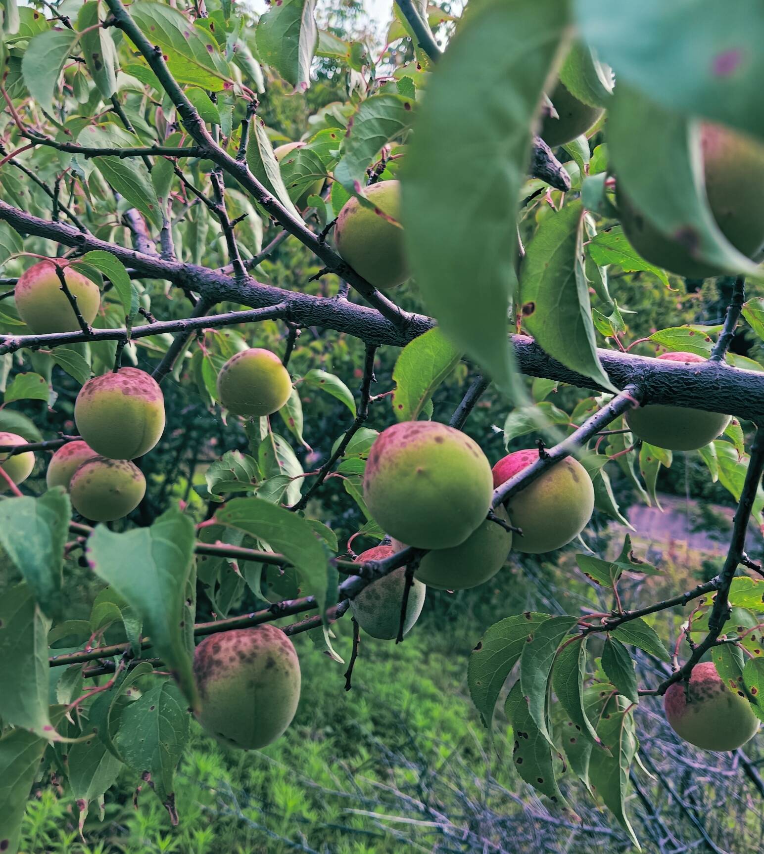 自然の恵み そのまま！静岡県産 自然栽培 南高梅（青梅）3kg 80サイズ 梅酒用 梅干し用：静岡県産の南高梅｜食べチョク｜産地直送(産直)お取り寄せ通販 - 農家・漁師から旬の食材を直送