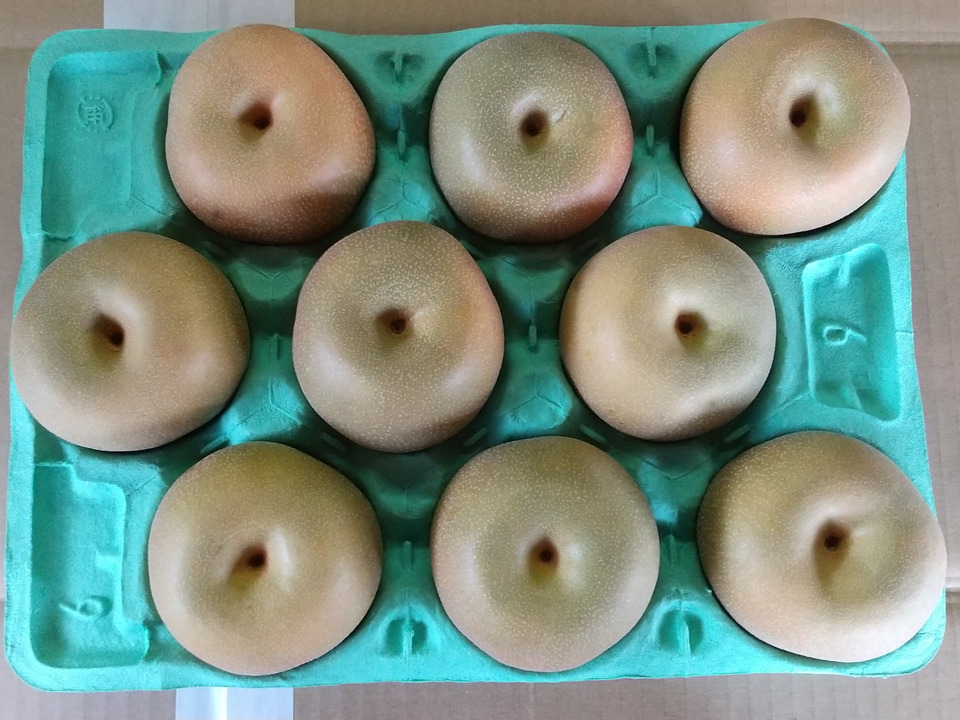 【贈答用にも 】幸水 3kg 3Lサイズ(9玉入)：千葉県産の幸水｜食べチョク｜産地直送(産直)お取り寄せ通販 - 農家・漁師から旬の食材を直送