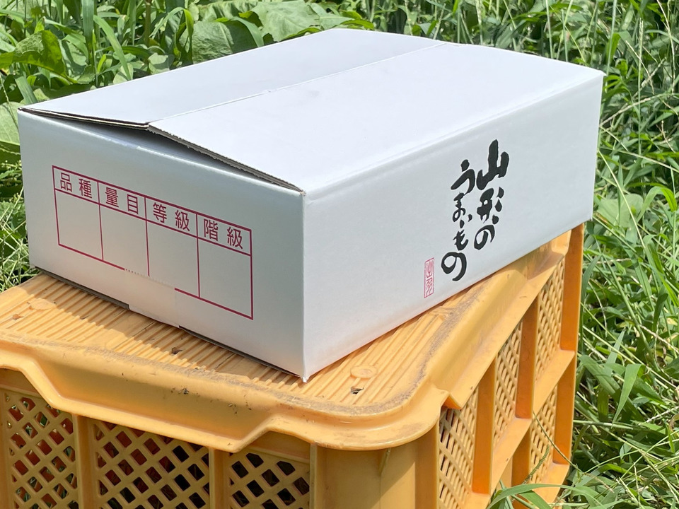 ★爽やかな夏ギフトにぴったり♪ 山形県の農園から直送まどか 3kg 【8玉～11玉】入り：山形県産のまどか｜食べチョク｜産地直送(産直)お取り寄せ通販 - 農家・漁師から旬の食材を直送