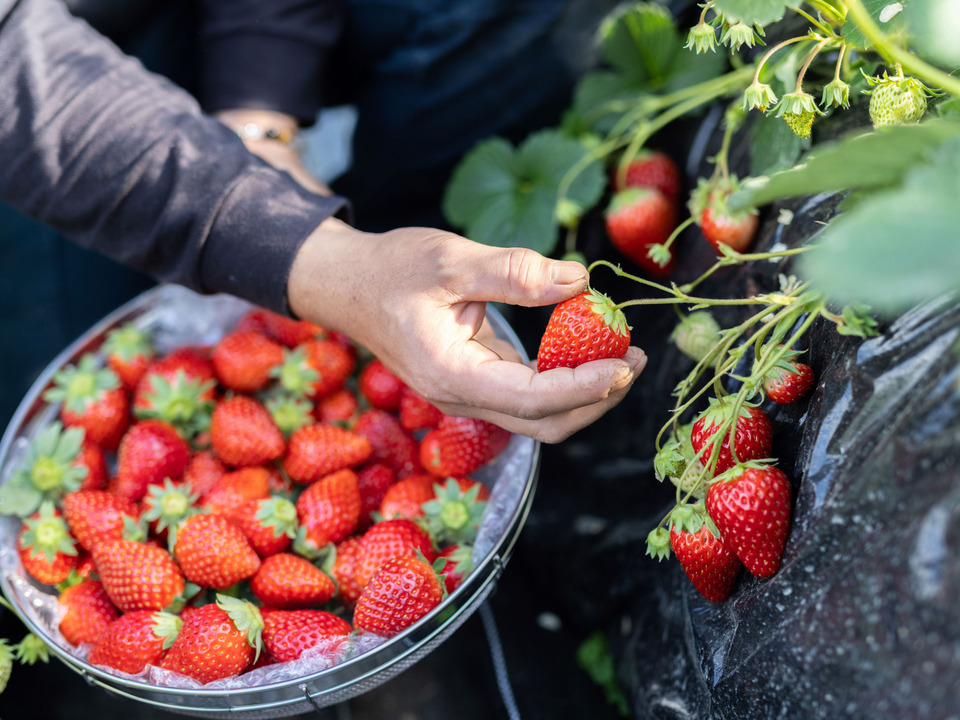 朝摘み！いばらキッス『茨城県のブランド苺』260g×4p【1/30～4/30】：茨城県産のいばらキッス｜食べチョク｜産地直送(産直)お取り寄せ通販 - 農家・漁師から旬の食材を直送