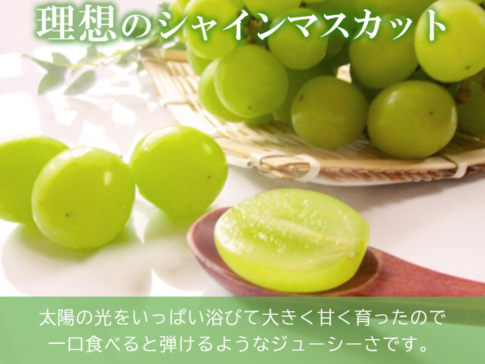 【すぐ発送！💚朝採れ山梨シャインマスカット】750g以上を1房でお届け！一度食べたら忘れられない 【生産量日本一の山梨県産】：山梨県産のシャインマスカット｜食べチョク｜産地直送(産直)お ...