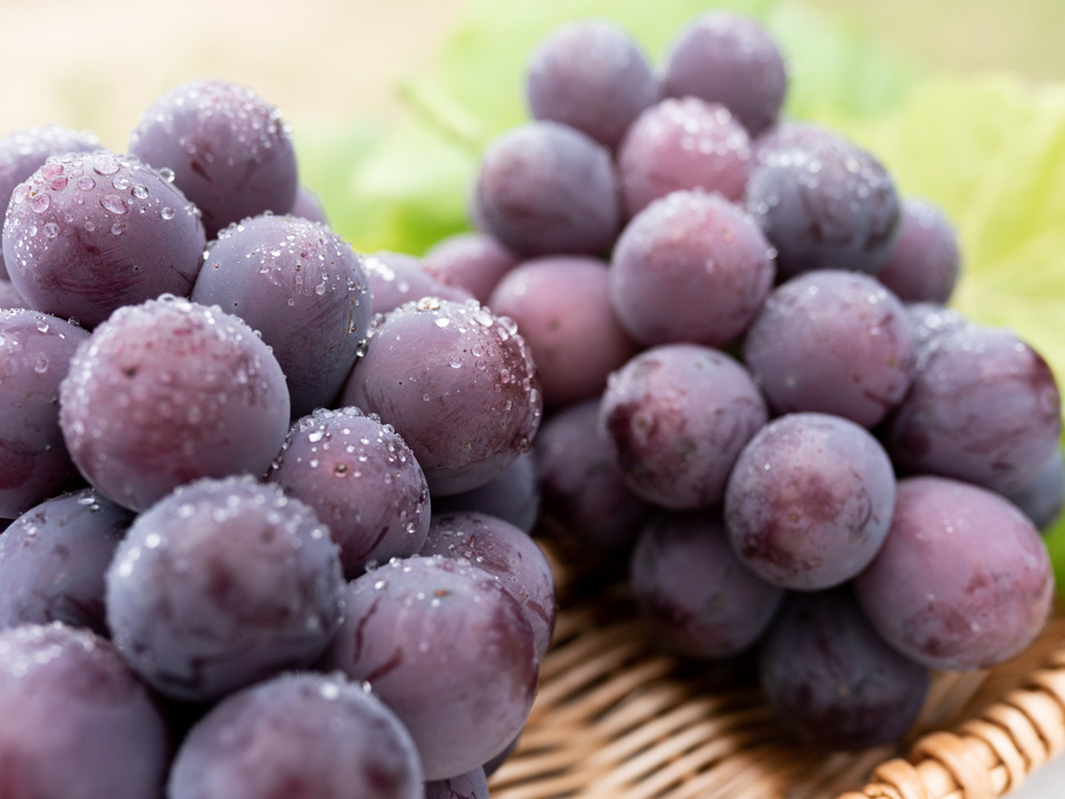 【夏ギフト】全国ぶどう選手権🏆入賞農家が作る🍇朝採り極甘！濃厚ピオーネ2kg（3～5房）（熨斗対応可）＜秀品・贈答用＞：岡山県産のピオーネ ...