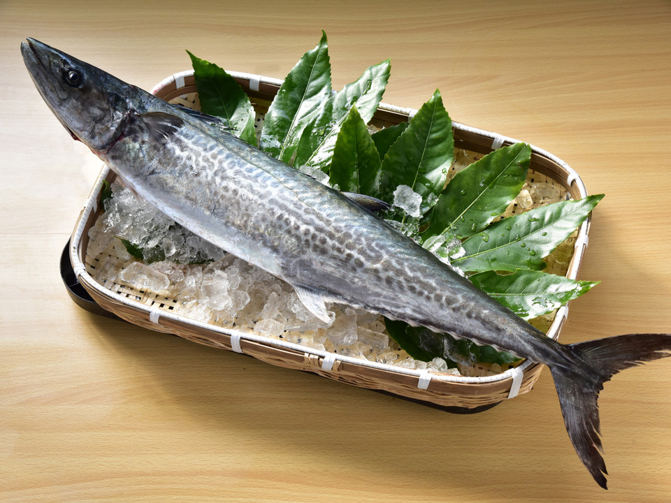 新鮮！獲れたて！刺し網漁師から直送！ 『天然サワラ』まるまる1尾2.5kg〜3.0kg前後（処理前）：山口県産のサワラ｜食べチョク｜産地直送(産直)お取り寄せ通販 - 農家・漁師から旬の食材を直送