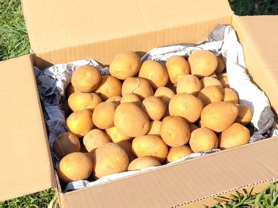 味が濃くホックホク！ミニきたあかり(2.4kg)ジャガイモ【農薬不使用】S〜2Sサイズ：茨城県産のキタアカリ｜食べチョク｜産地直送(産直)お取り寄せ通販 - 農家・漁師から旬の食材を直送