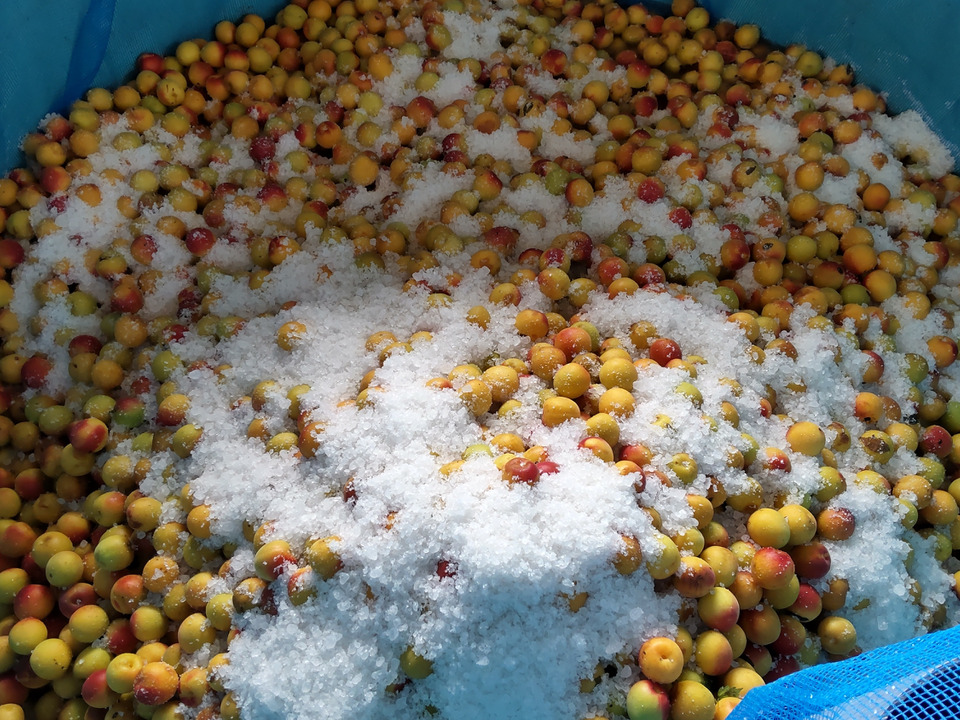 梅農家が作った梅干し 紀州南高梅 400gx2（800g） 2L 白干し梅 無添加：和歌山県産の梅干し｜食べチョク｜産地直送(産直)お取り寄せ通販 - 農家・漁師から旬の食材を直送