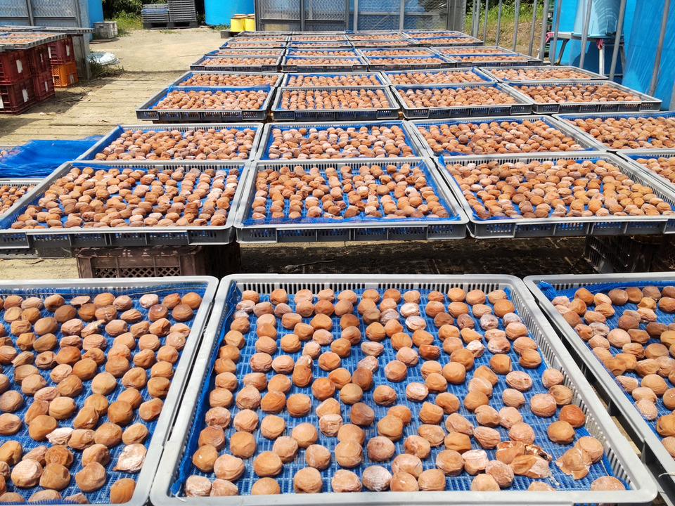 梅農家が作った梅干し 紀州南高梅 400gx2（800g） 2L 白干し梅 無添加：和歌山県産の梅干し｜食べチョク｜産地直送(産直)お取り寄せ通販 - 農家・漁師から旬の食材を直送