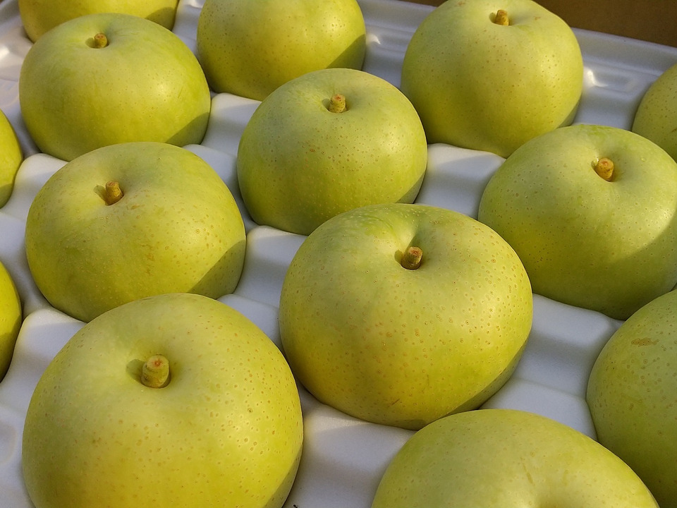 鳥取産★朝採れ二十世紀梨★5kg(12～16玉入り)：鳥取県産の二十世紀梨｜食べチョク｜産地直送(産直)お取り寄せ通販 - 農家・漁師から旬の食材を直送