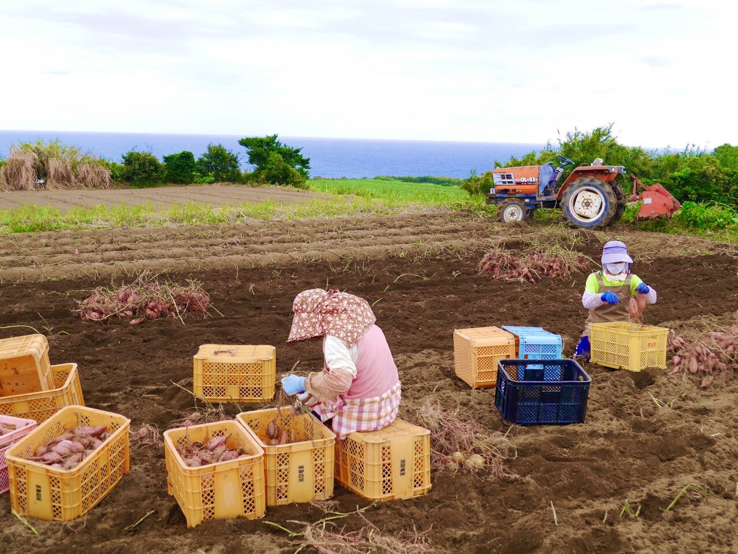 【絶品】種子島産 安納芋 Lサイズ 3kg(箱別)｜aimo農園：鹿児島県産の安納紅｜食べチョク｜産地直送(産直)お取り寄せ通販 - 農家・漁師から旬の食材を直送