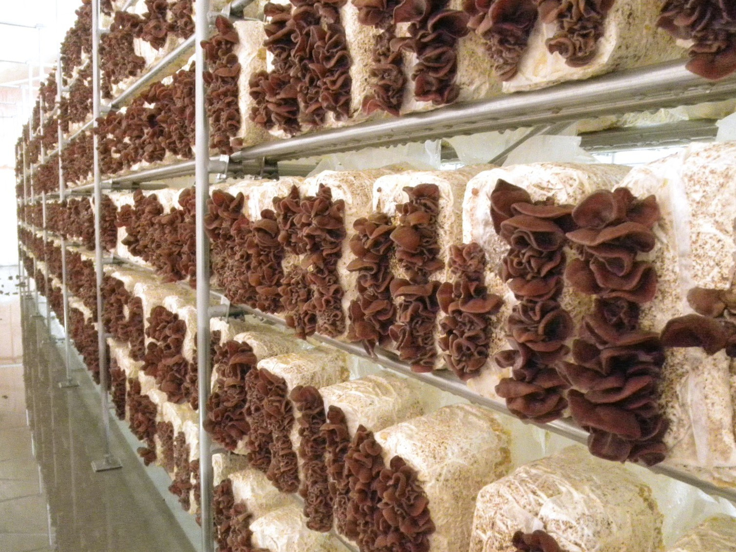 全てを味わいたいあなたに(サンキューセット） プレミアムあらげきくらげ全種類セット！！ 生きくらげ80gパック×4p／乾燥きくらげ10g×2p／スライスきくらげ10g×2p／粉末きくらげ50g ...