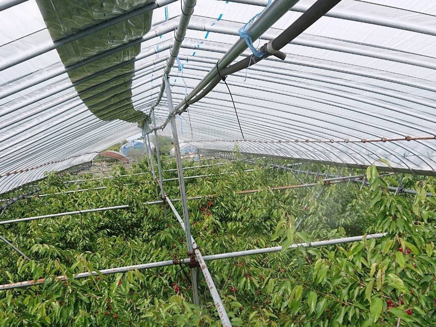 【受取日指定可】最高のバランスのさくらんぼ『紅秀峰』秀2L 500g バラ：山形県産の紅秀峰｜食べチョク｜産地直送(産直)お取り寄せ通販 - 農家・漁師から旬の食材を直送