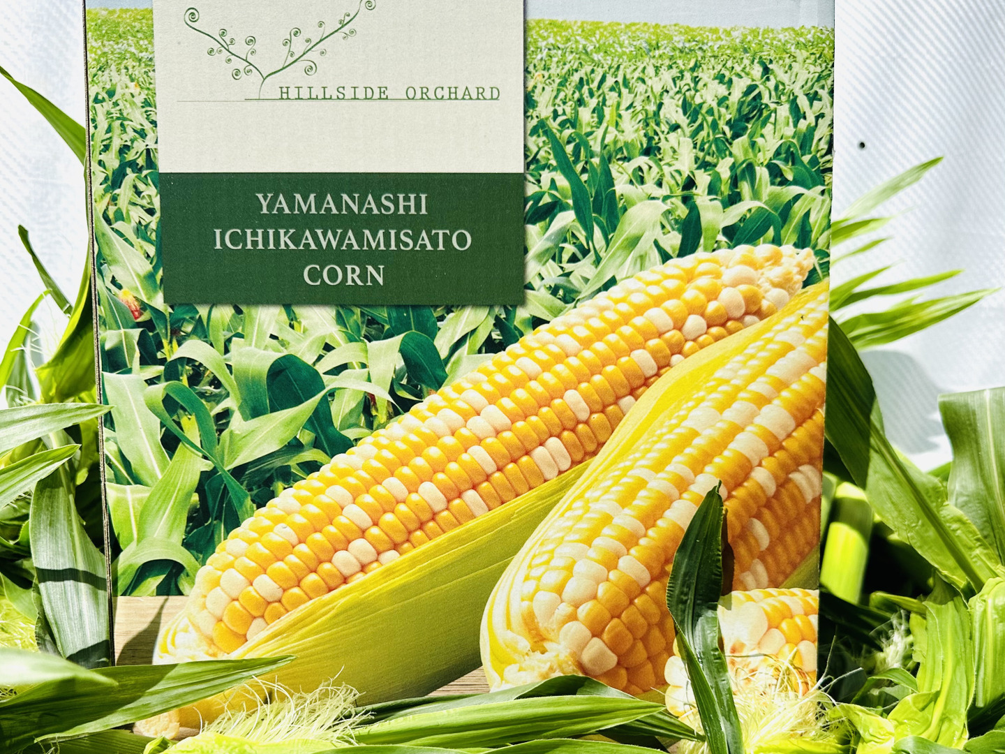 今期最後！本日出荷！【2L(400g以上)12本入り】とうもろこし農家が本気で作ったドルチェドリーム！！【縦詰、化粧箱入】：山梨県産のドルチェドリーム｜食べチョク｜産地直送(産直)お取り寄せ ...