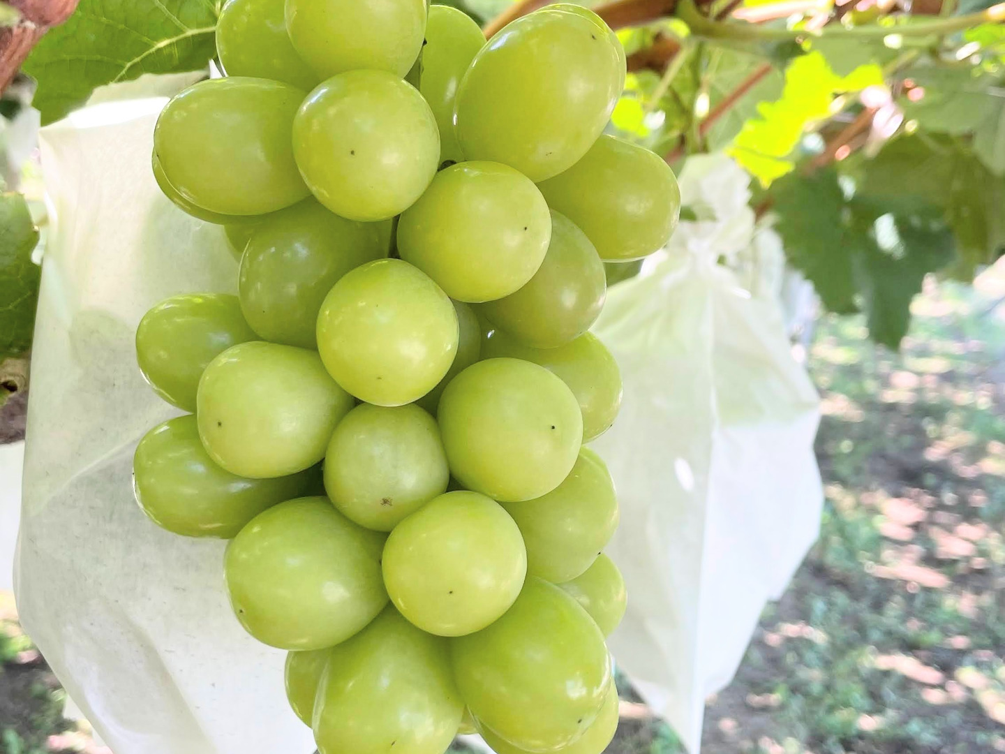 TS1.2C【セカンド・セレクト】信州松本平 大きめ完熟シャインマスカット 1.2kg以上：長野県産のシャインマスカット｜食べチョク｜産地直送 ...