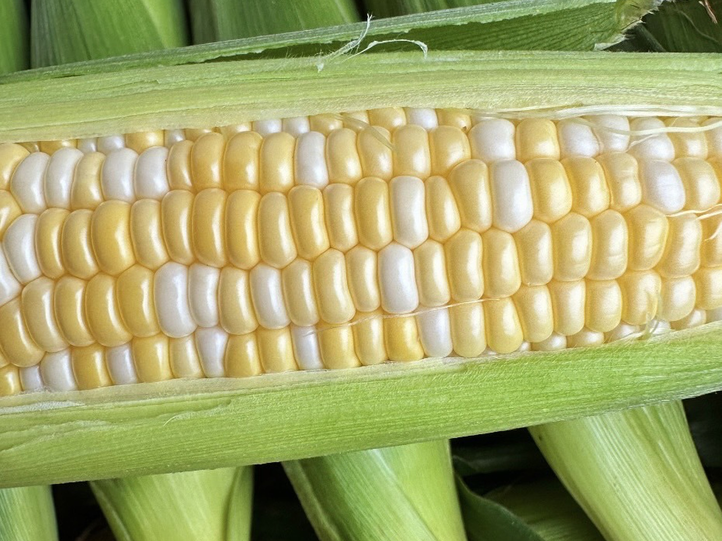 今期最後！本日出荷！【2L(400g以上)12本入り】とうもろこし農家が本気で作ったドルチェドリーム！！【縦詰、化粧箱入】：山梨県産のドルチェドリーム｜食べチョク｜産地直送(産直)お取り寄せ ...