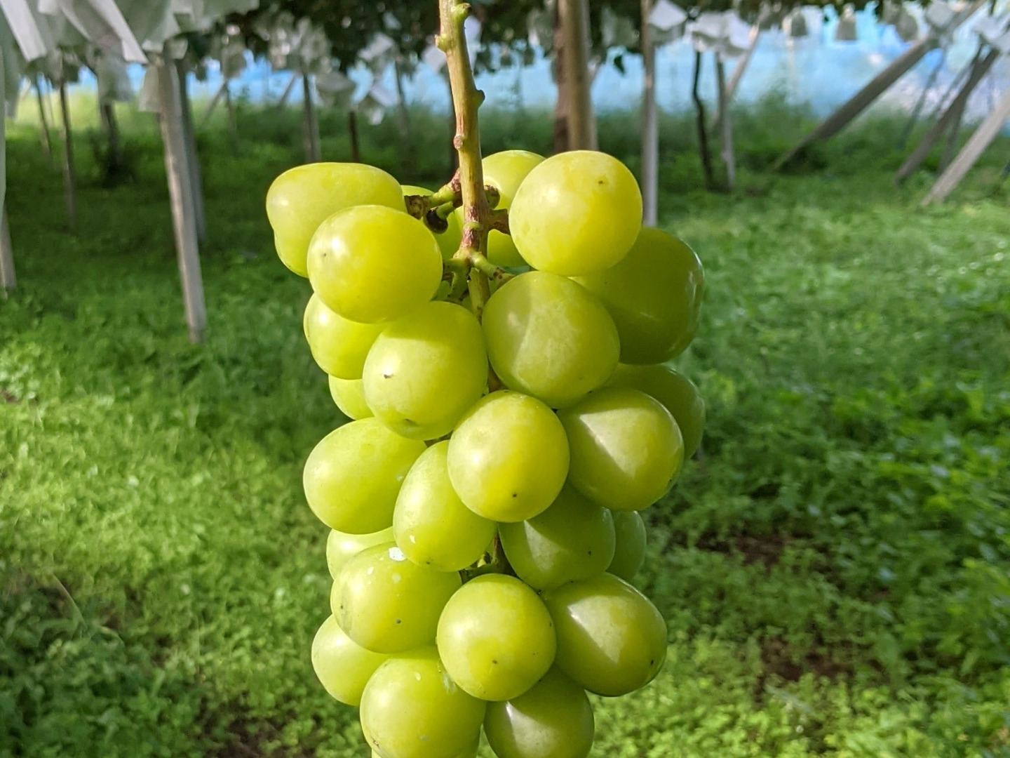 TS1.2C【セカンド・セレクト】信州松本平 大きめ完熟シャインマスカット 1.2kg以上：長野県産のシャインマスカット｜食べチョク｜産地直送 ...