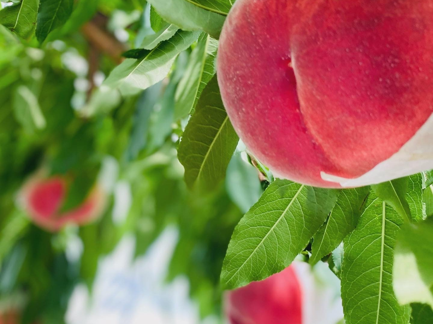 【先行予約★人気の一品！】旬の採れたて桃★冷蔵 2kg (4〜8玉)★朝どれ当日発送 2025年7月上旬より順次発送！山梨県笛吹市産：山梨県産の白桃｜食べチョク｜産地直送(産直)お取り寄せ通販 ...