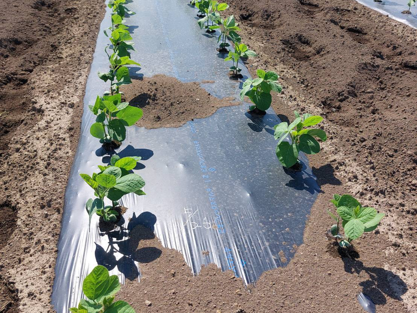 【夏ギフト】【朝どれ】手が止まらなくなる枝豆！ 極甘で濃厚な旨みの湯あがり娘【枝なし280g×3袋】：栃木県産の湯あがり娘｜食べチョク｜産地直送(産直)お取り寄せ通販 - 農家・漁師から旬の食材を直送