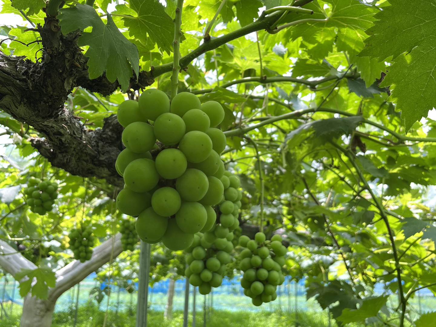 数量限定！【ギフト】ピオーネ約1.2kg2房入り：岡山県産のピオーネ｜食べチョク｜産地直送(産直)お取り寄せ通販 - 農家・漁師から旬の食材を直送