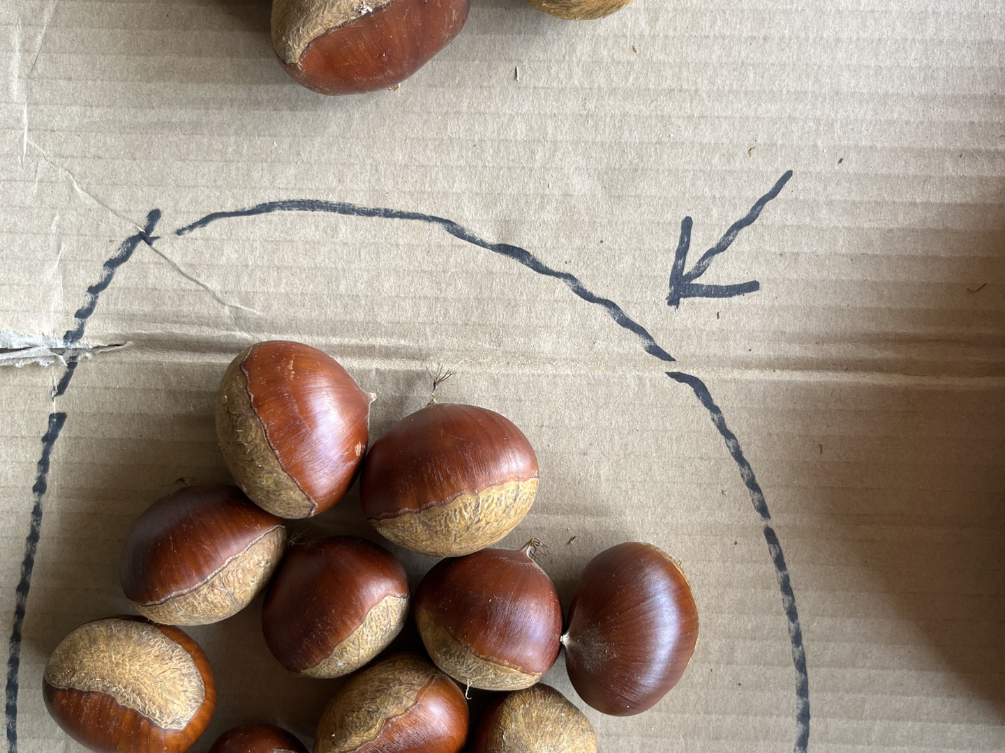 丹波栗（1kg）L〜2L：兵庫県産の丹波栗｜食べチョク｜産地直送(産直)お取り寄せ通販 - 農家・漁師から旬の食材を直送