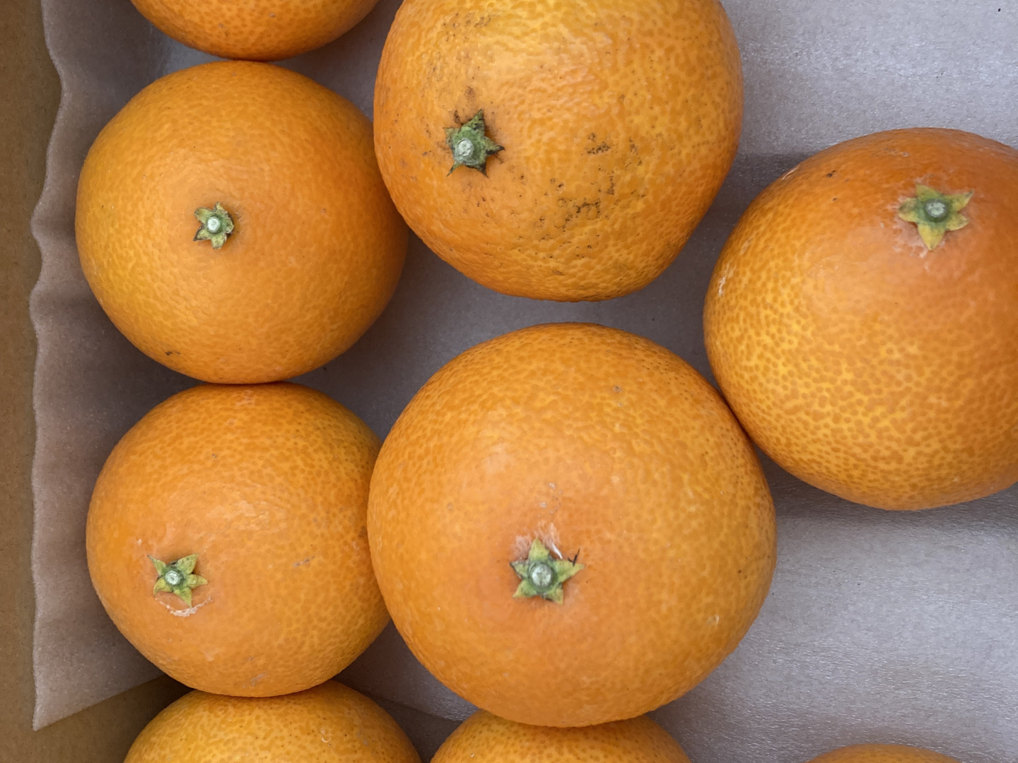 【予約割引！】まるで天然ゼリー！まどんな（ご家庭用・2㎏）※12月発送：愛媛県産のみかん・柑橘類｜食べチョク｜産地直送(産直)お取り寄せ通販 ...