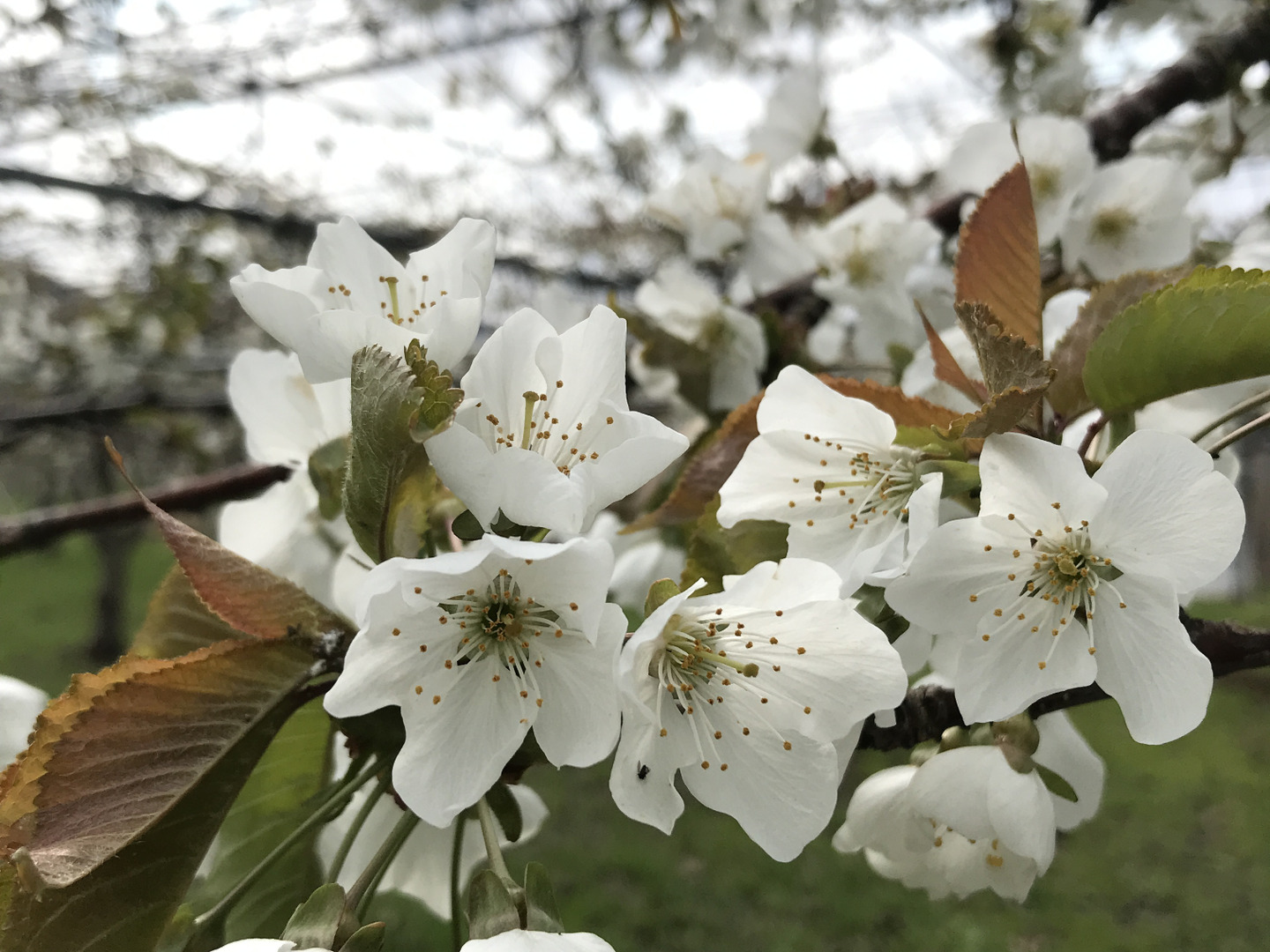 予約★北海道仁木町産さくらんぼ（紅秀峰）350gx2パック：北海道産の紅秀峰｜食べチョク｜産地直送(産直)お取り寄せ通販 - 農家・漁師から旬の食材を直送