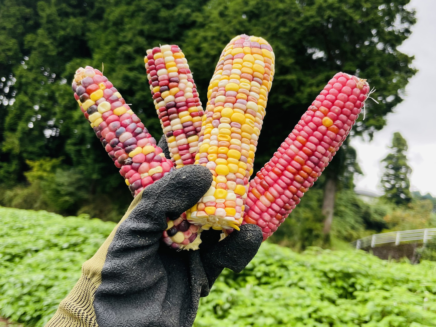 5:モチモチ食感！もちとうもろこし 5本セット：熊本県産の野菜｜食べチョク｜産地直送(産直)お取り寄せ通販 - 農家・漁師から旬の食材を直送