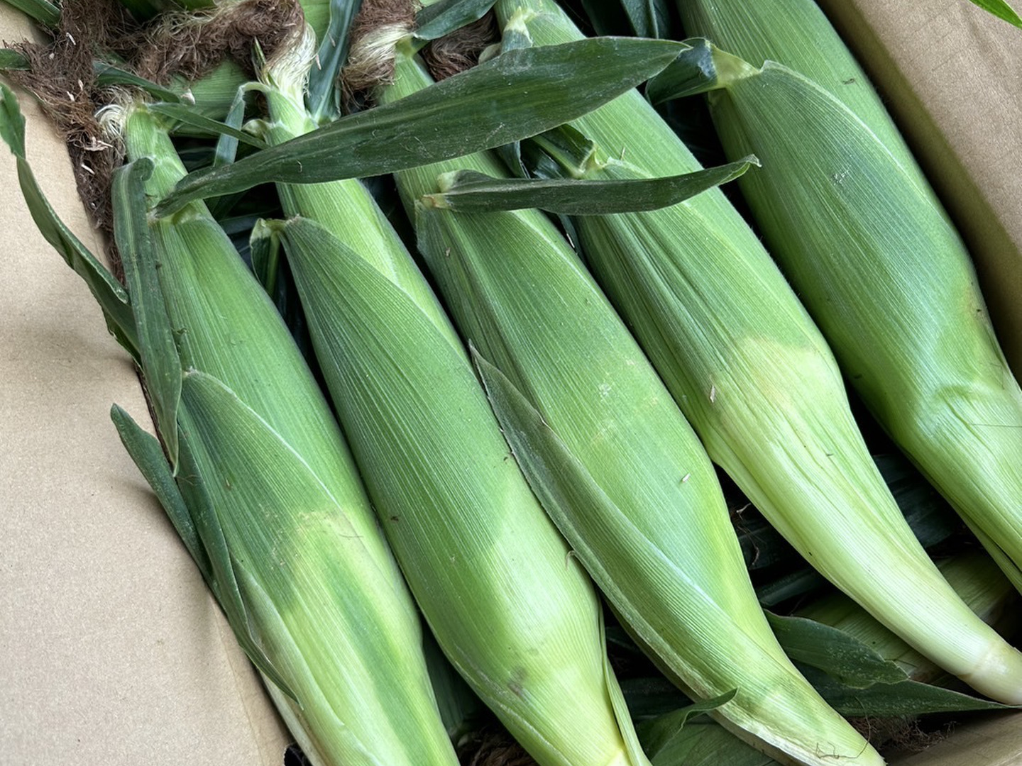 【2L(400g以上)12本入り】とうもろこし農家が本気で作ったドルチェドリーム！！【夏ギフト】：山梨県産のドルチェドリーム｜食べチョク｜産地直送(産直)お取り寄せ通販 - 農家・漁師から旬の ...