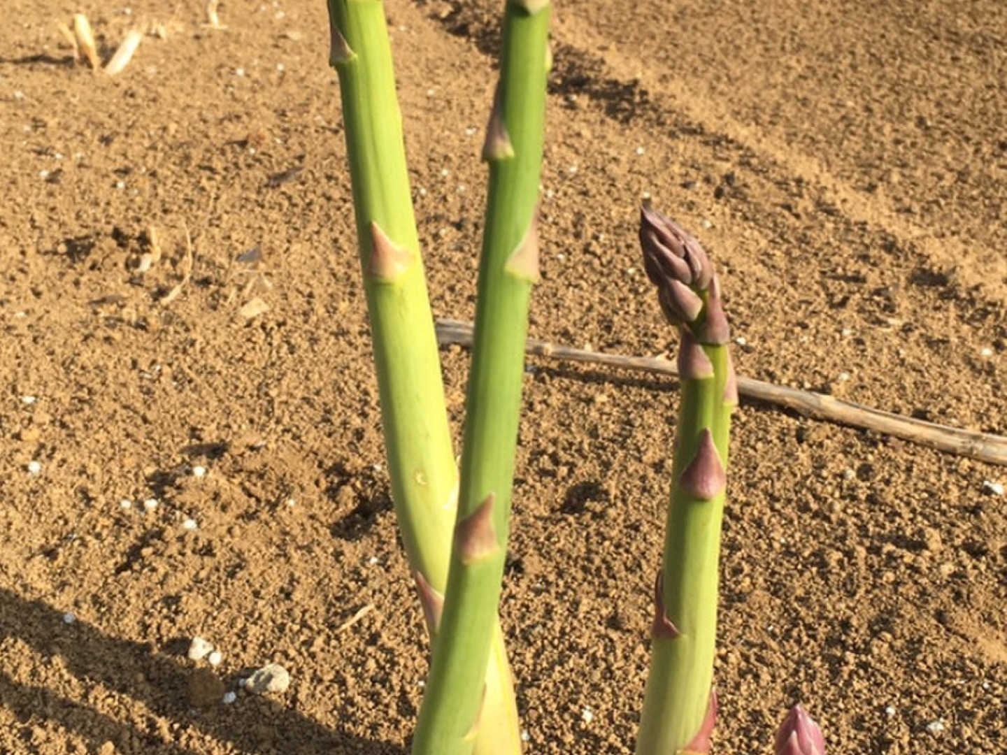 【春芽】アスパラ含む野菜セット！\みずみずしいアスパラガス400g＋「今が旬！野菜」約5から6種類の野菜セット/【農薬・化学肥料不使用】：埼玉県産のギガデル｜食べチョク｜産地直送(産直)お ...