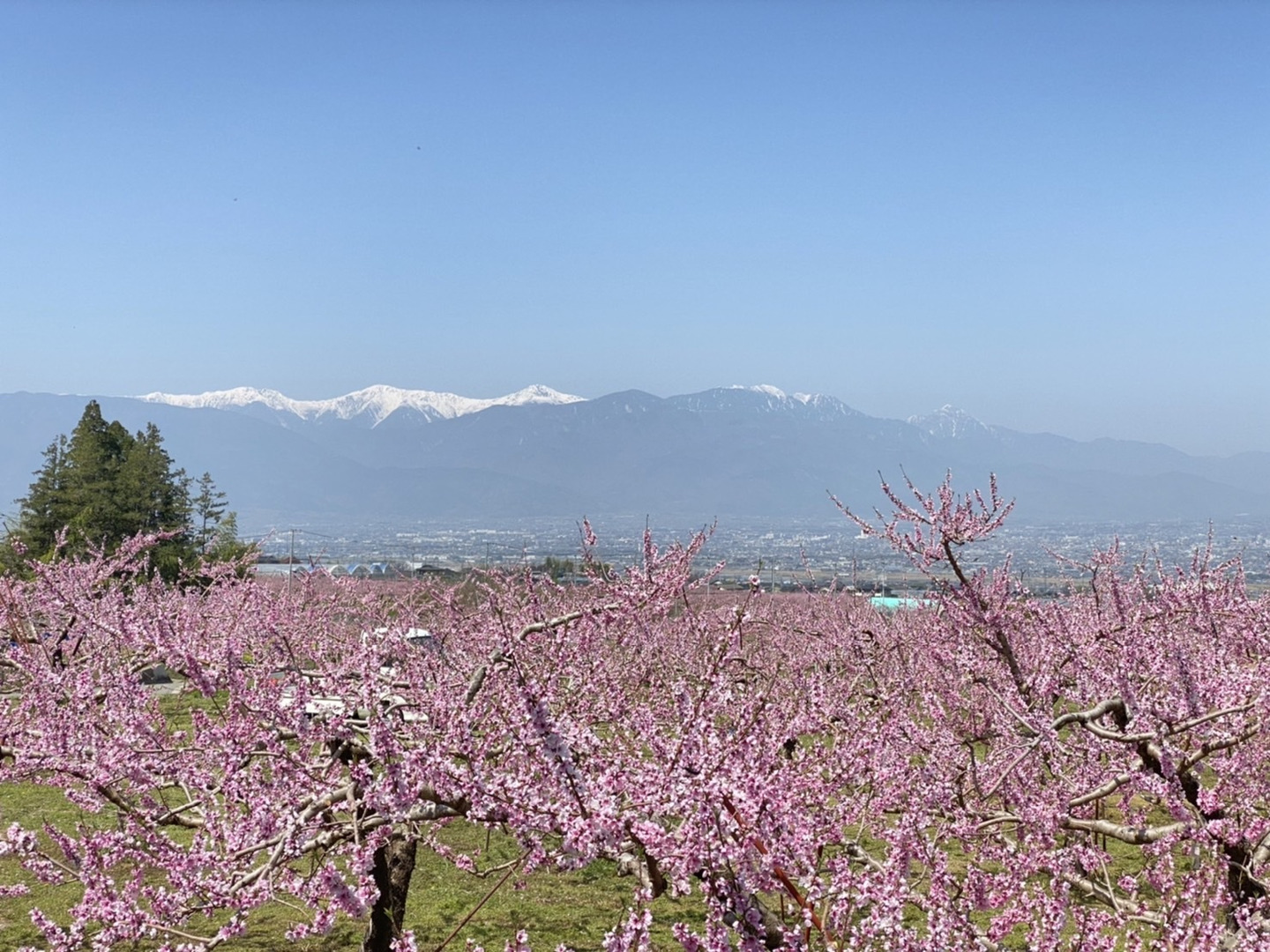 【先行予約★人気の一品！】旬の採れたて桃★冷蔵 2kg (4〜8玉)★朝どれ当日発送 2025年7月上旬より順次発送！山梨県笛吹市産：山梨県産の白桃｜食べチョク｜産地直送(産直)お取り寄せ通販 ...