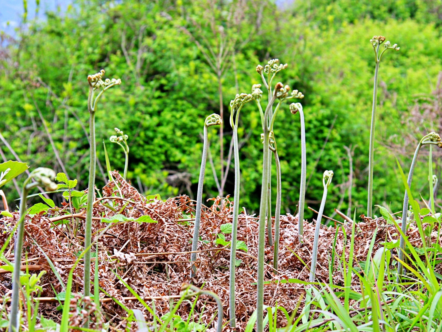 おいしい味付山菜ミックス210g×4袋 天然 国産品【おまけ付】：山形県産の山菜｜食べチョク｜産地直送(産直)お取り寄せ通販 - 農家・漁師から旬の食材を直送
