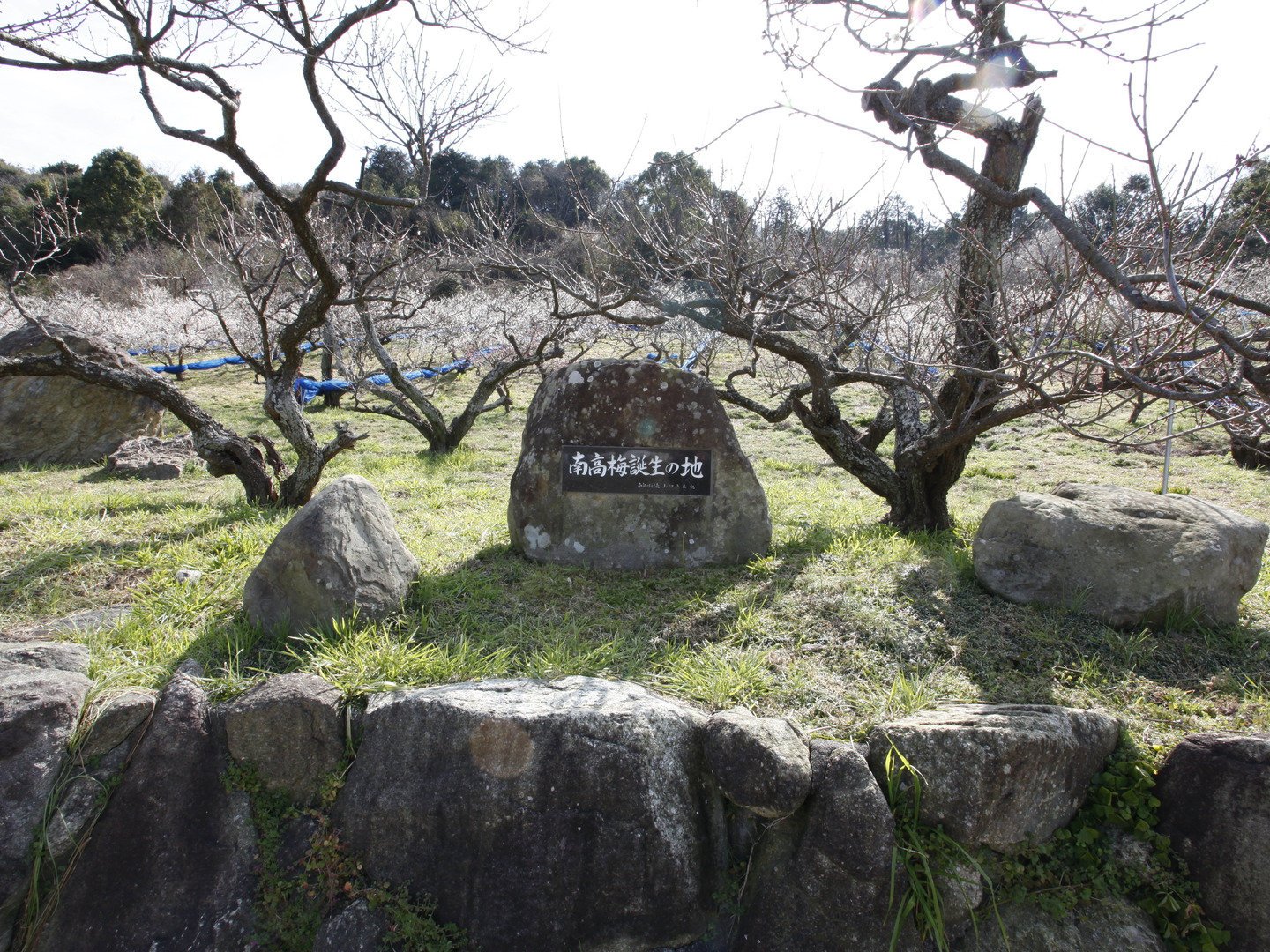 食塩を使わない梅「ゼロうめ」すっぱいうめ110g+甘すっぱいうめ110g：和歌山県産の梅干し｜食べチョク｜産地直送(産直)お取り寄せ通販 - 農家・漁師から旬の食材を直送