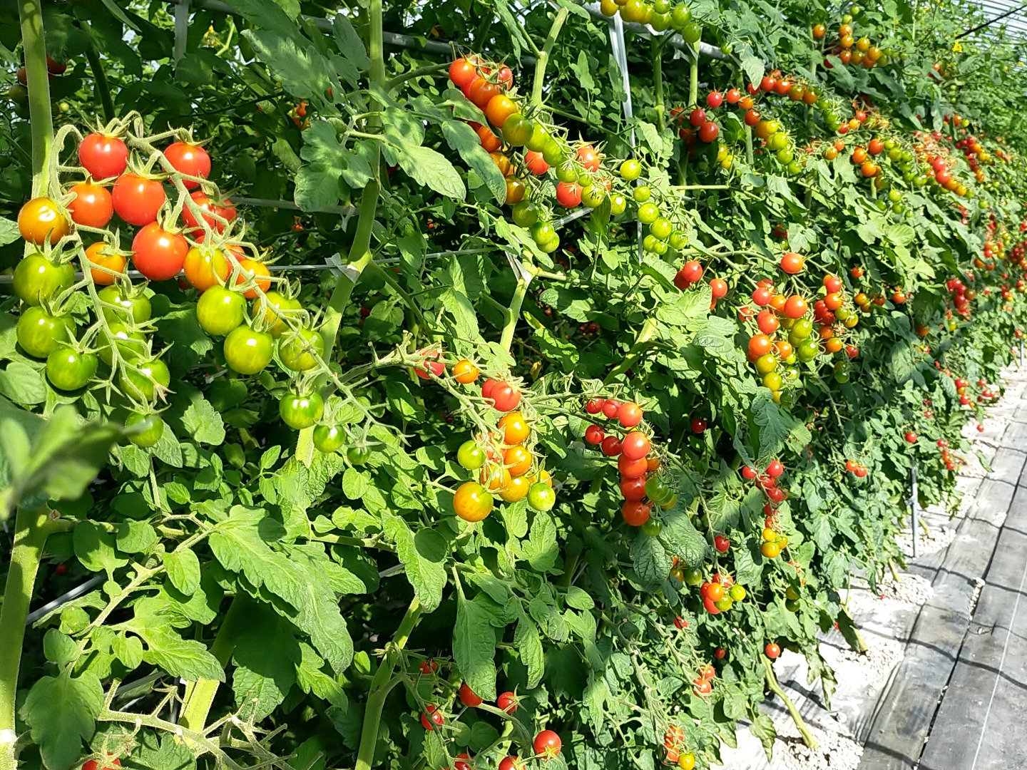 ★ミニトマト2種食べ比べ★化学農薬不使用ミニトマト、甘っこ750g＋雅750g、合計1.5kg 北海道産：北海道産の甘っこ｜食べチョク｜産地直送(産直)お取り寄せ通販 - 農家・漁師から旬の食材を直送