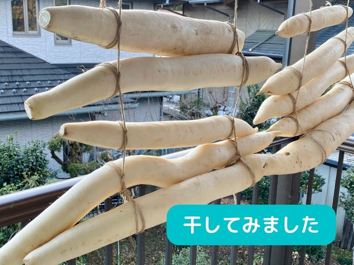 【自然栽培🍀固定種】練馬大長尻大根（約5kg2〜6本）沢庵作りやおでんに最適：埼玉県産の練馬大根｜食べチョク｜産地直送(産直)お取り寄せ通販 - 農家・漁師から旬の食材を直送