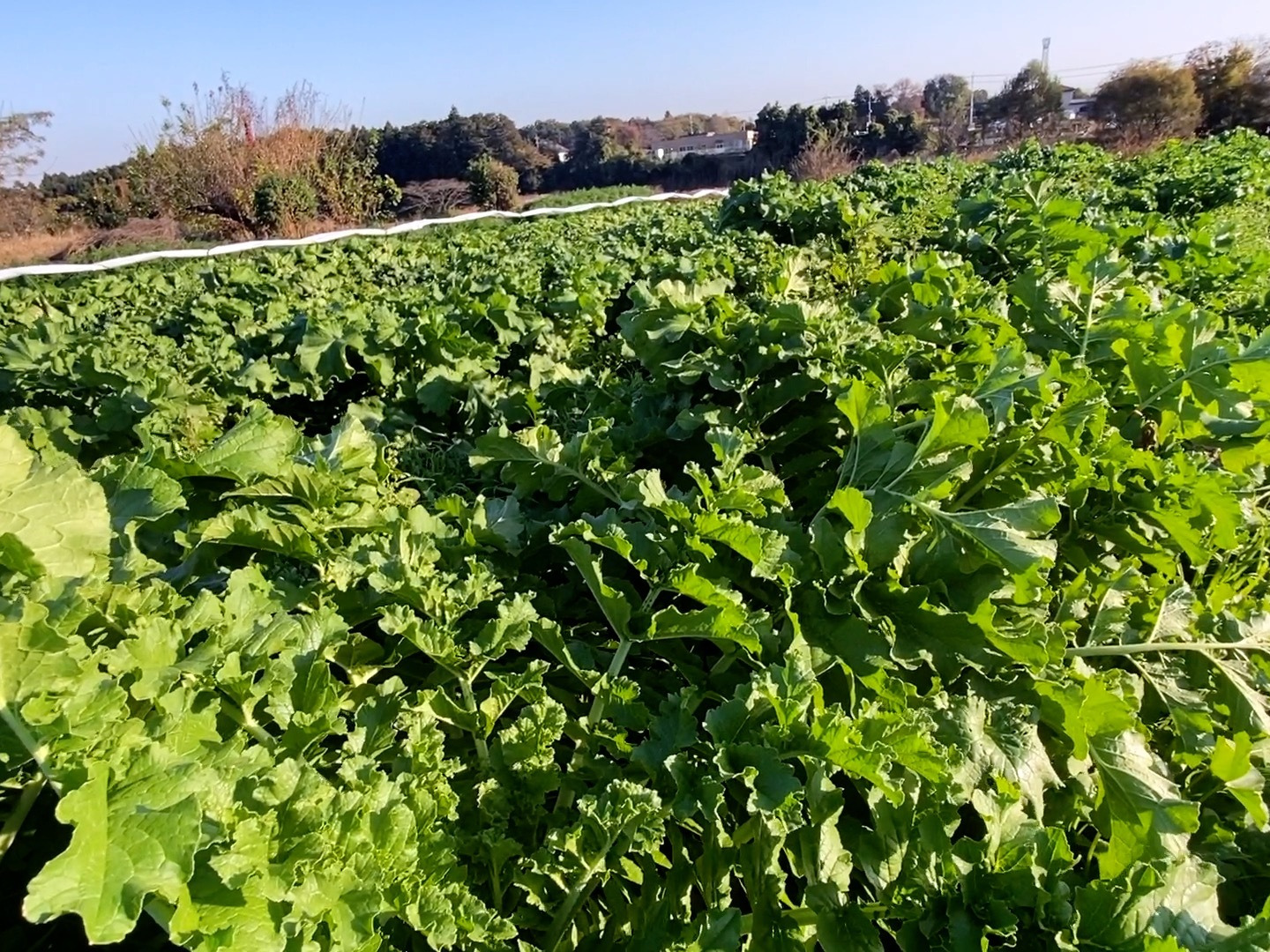 【自然栽培🍀ミニ大根】とろっ娘（約1kg1〜3本）サラダでも辛くない・おでんなどにオススメ：埼玉県産のその他大根｜食べチョク｜産地直送(産直)お取り寄せ通販 - 農家・漁師から旬の食材を直送