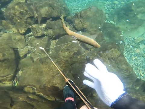 天然鮎！20cm以上！1kg全国利き鮎会準グランプリ！海部川産−60℃急速凍結：徳島県産の鮎｜食べチョク｜産地直送(産直)お取り寄せ通販 - 農家・漁師から旬の食材を直送